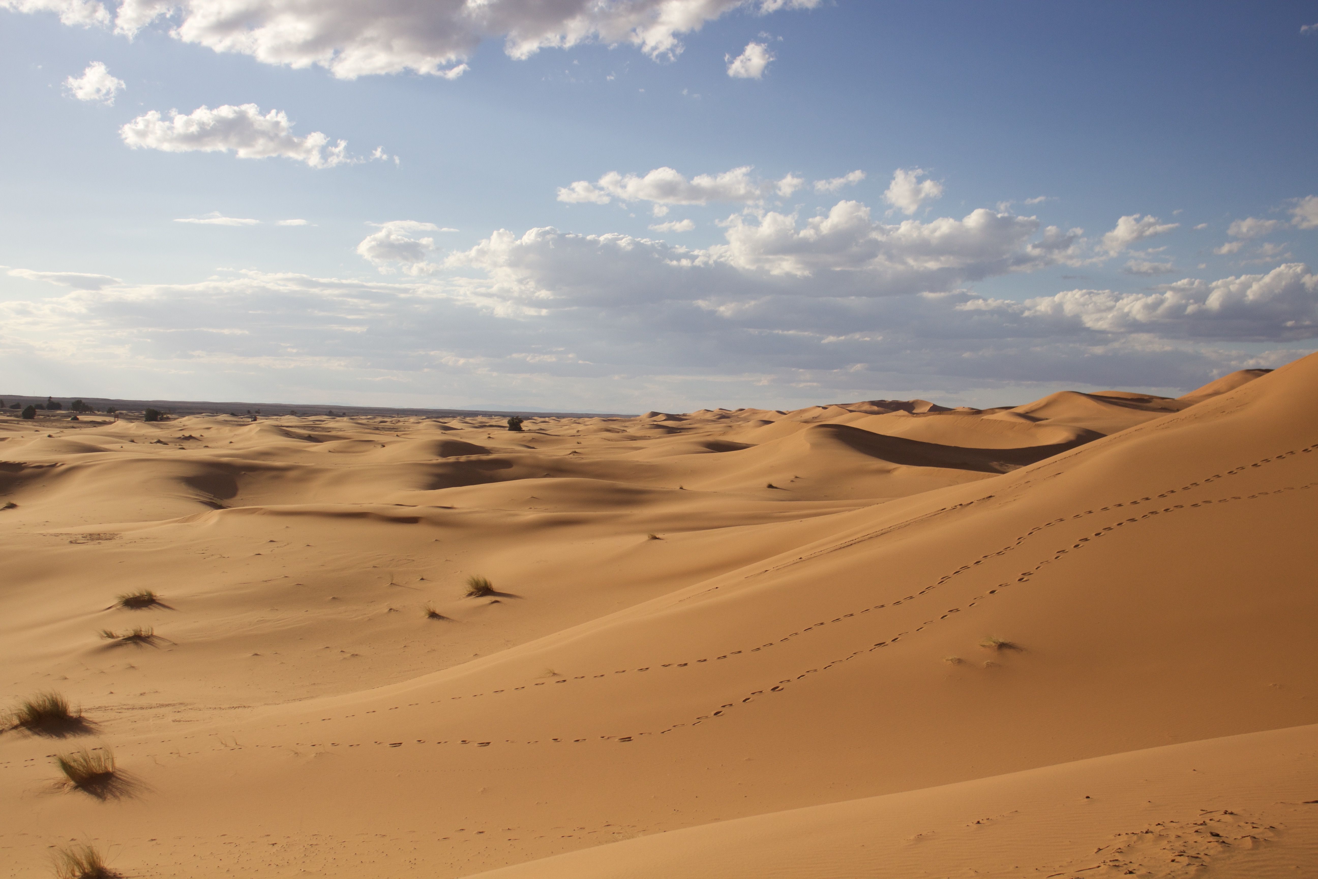 Green Grasses on Sahara Desert · Free Stock Photo