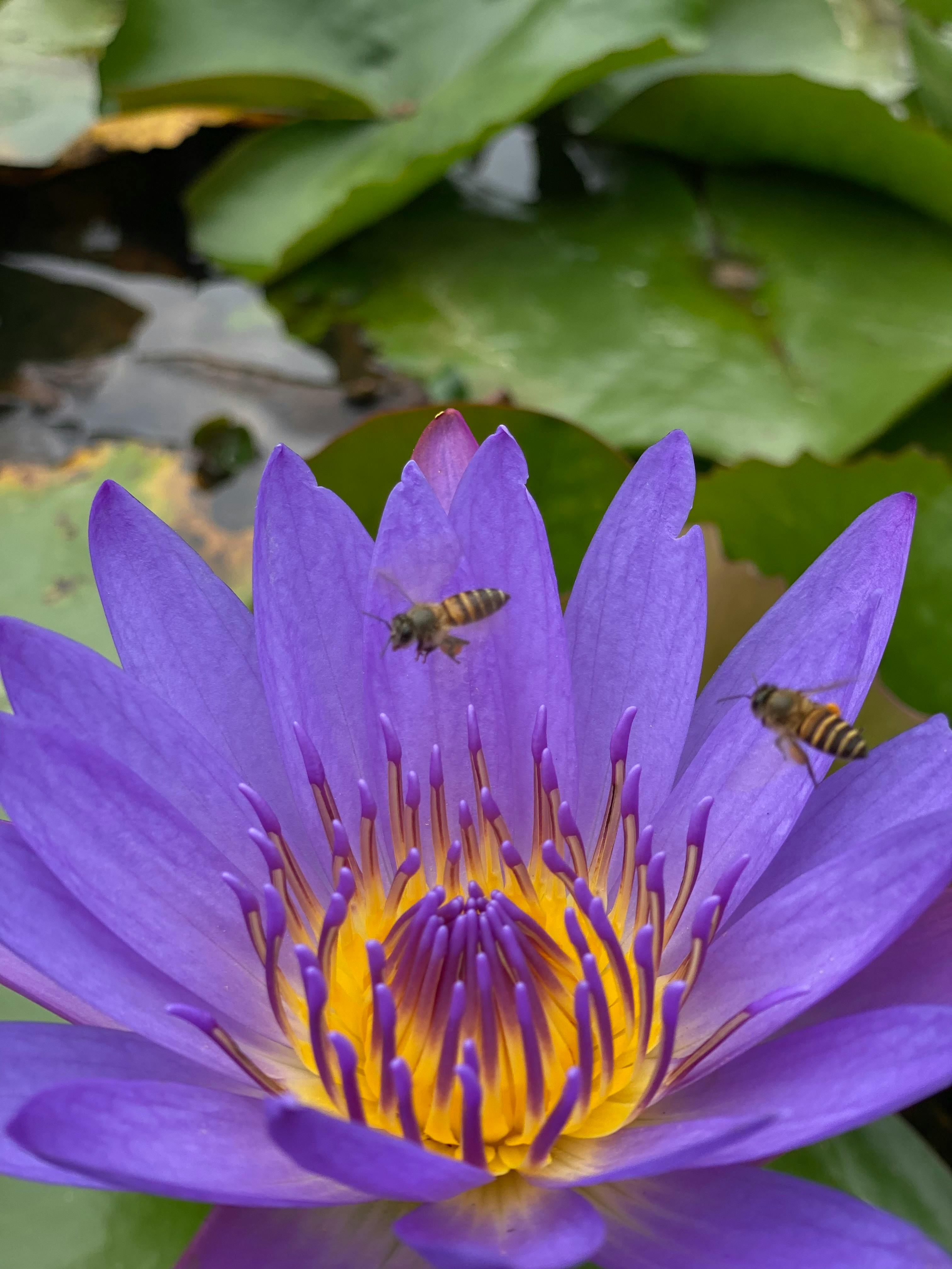 Lotus Animal Photos, Download The BEST Free Lotus Animal Stock Photos ...
