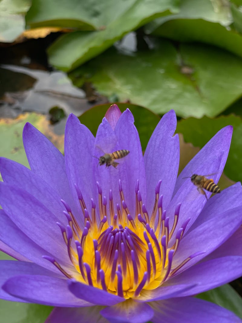 Lily Bee Photos, Download The BEST Free Lily Bee Stock Photos & HD Images