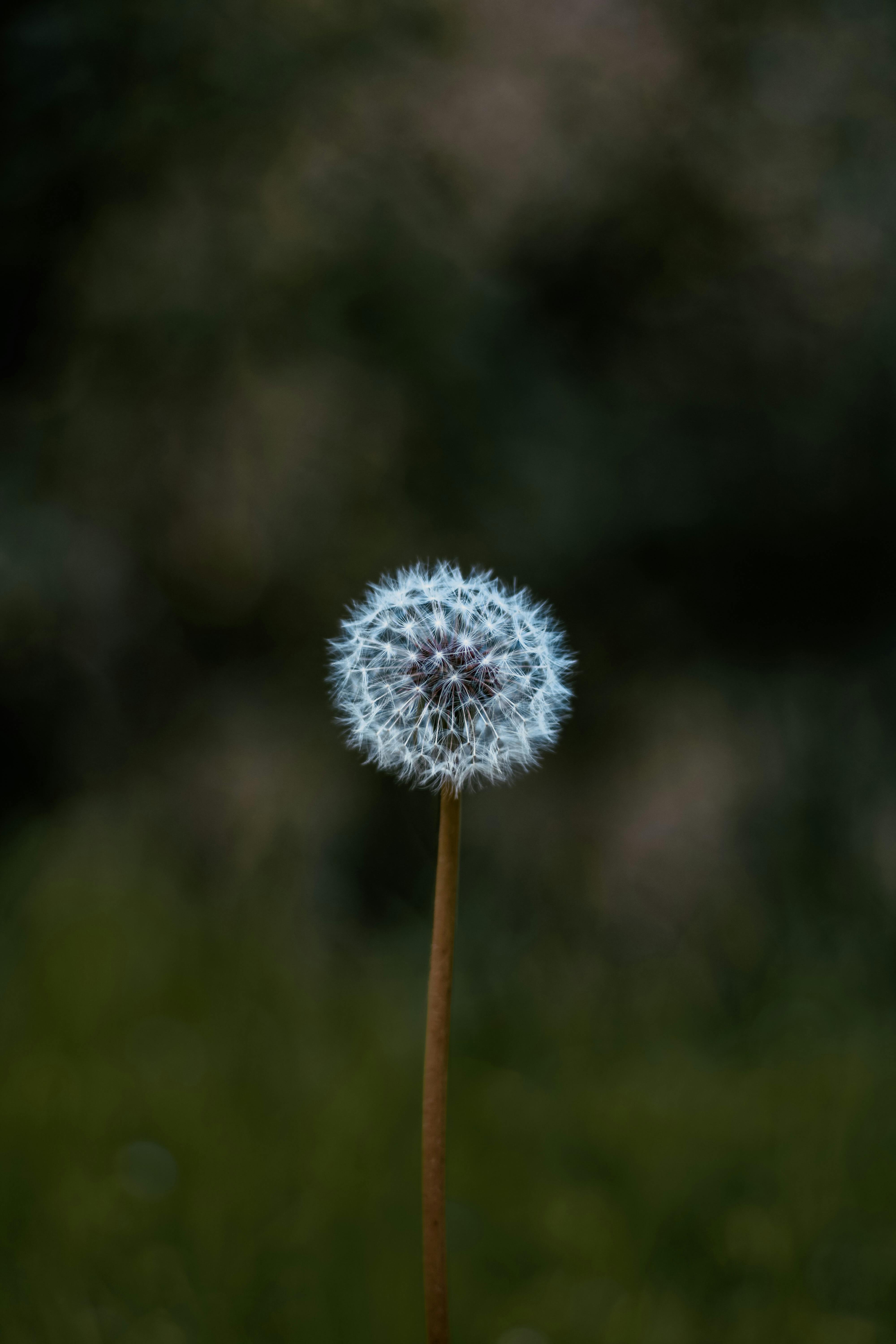 Macro Photography of Dandelion · Free Stock Photo