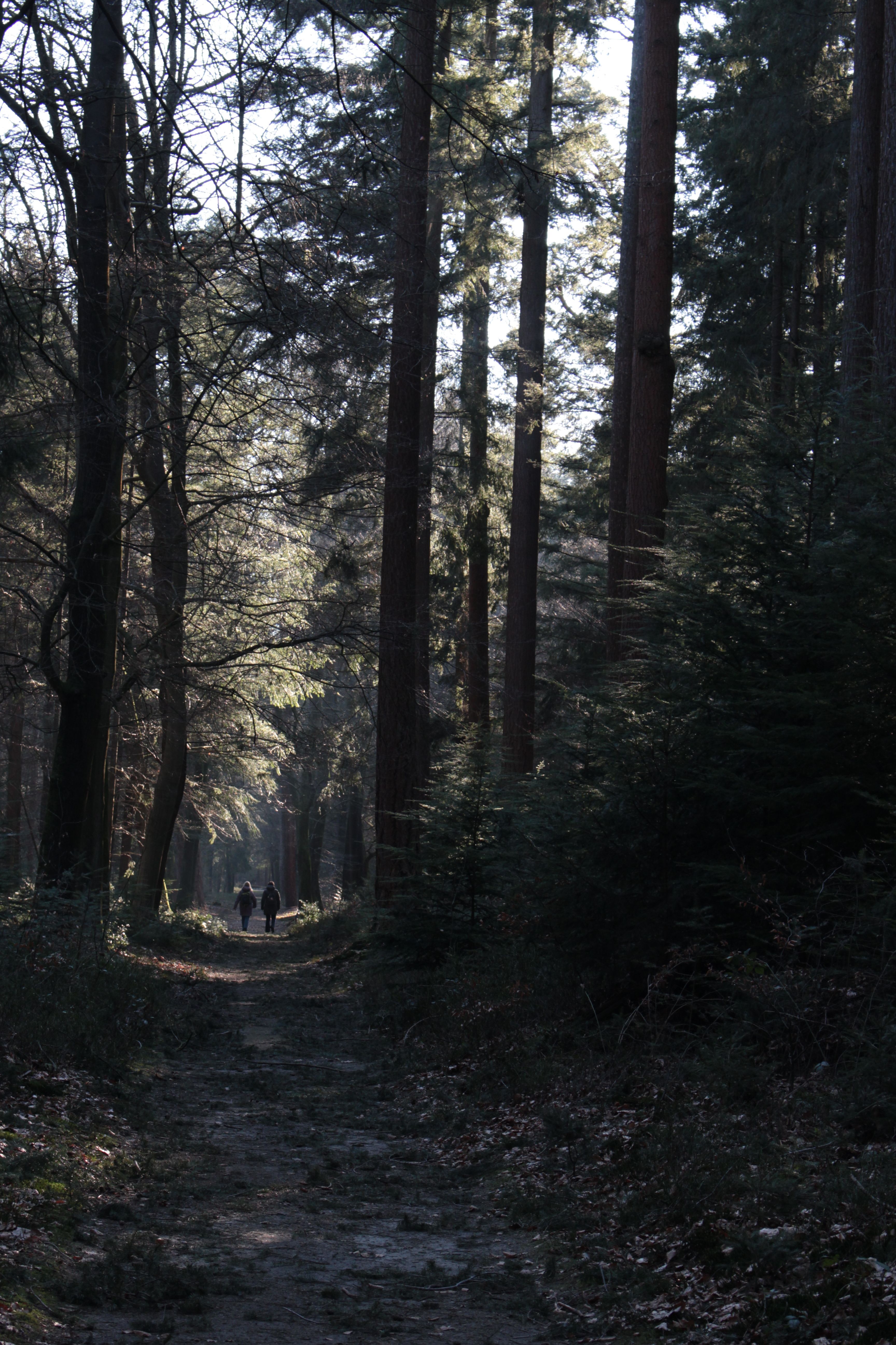 Person Standing in Forest · Free Stock Photo