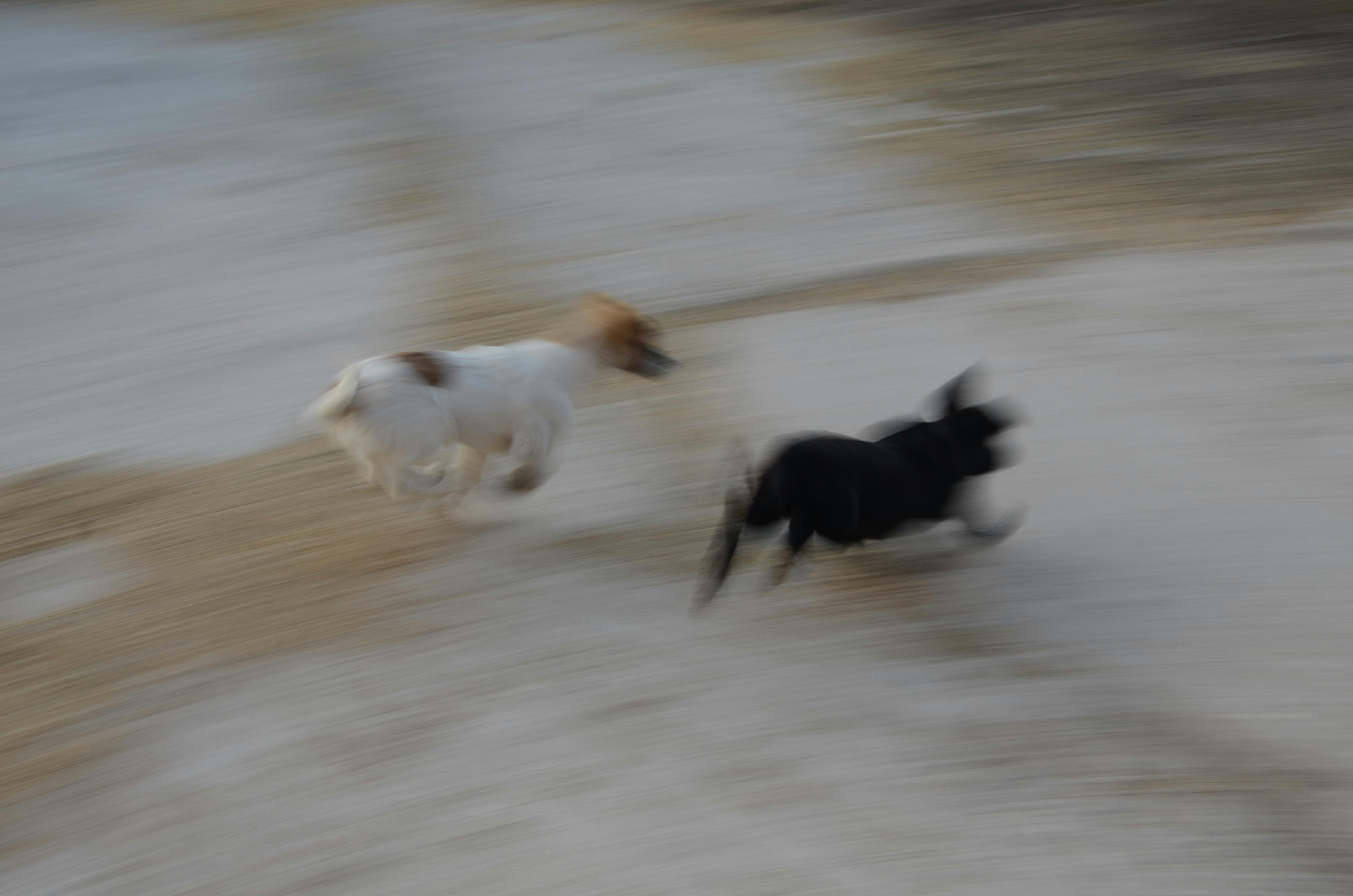 Blurred Running Dogs · Free Stock Photo