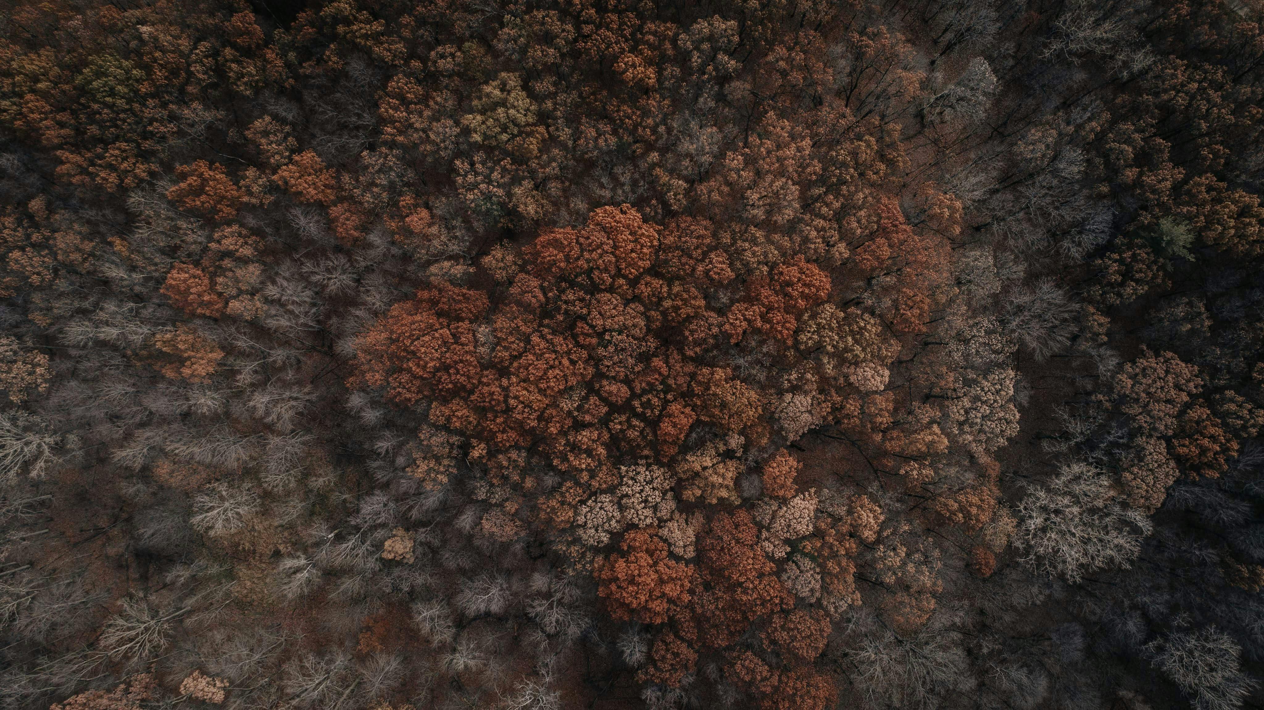 High-angle Photography of Trees · Free Stock Photo