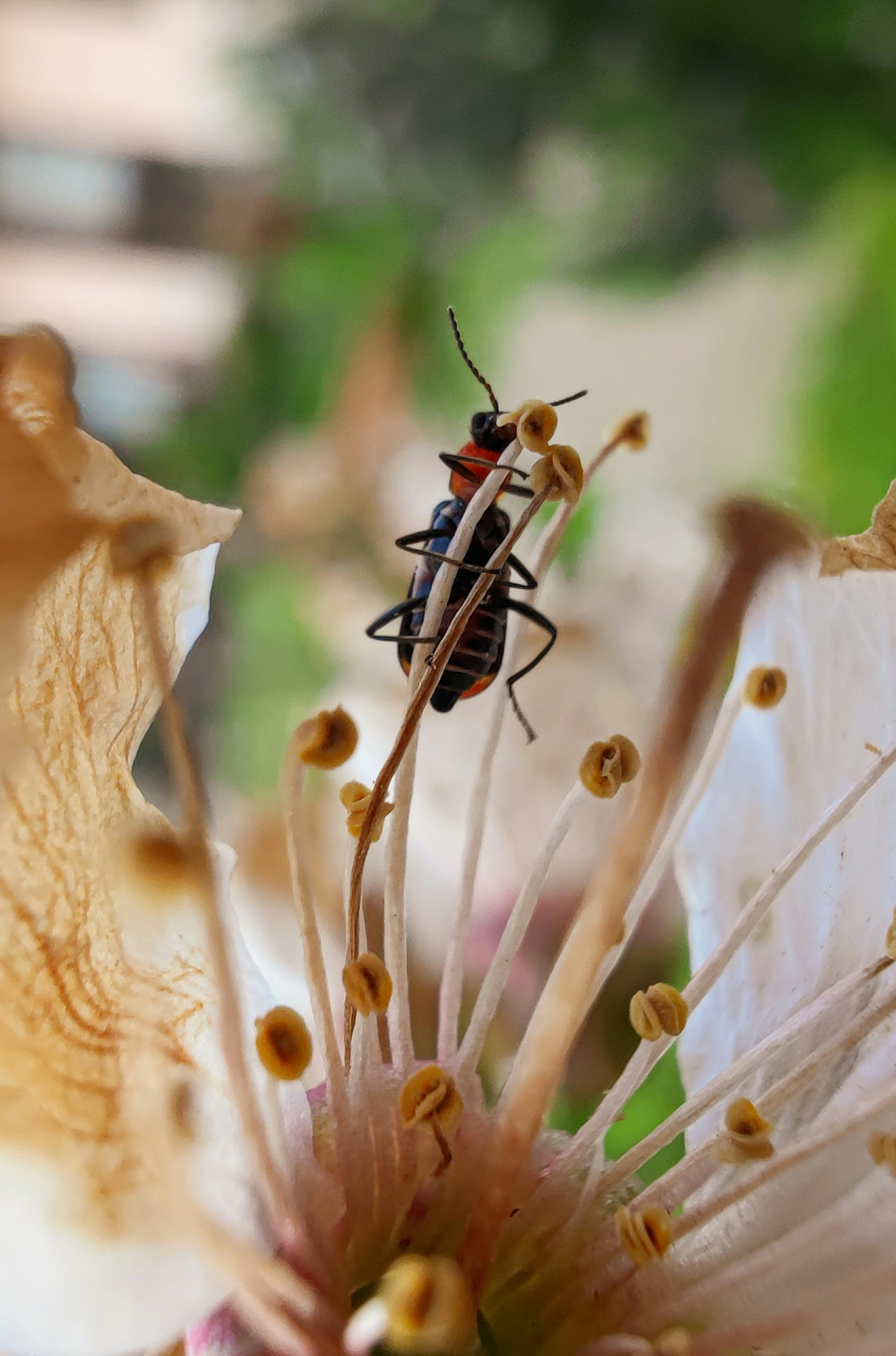 Italian Bug Photos, Download The BEST Free Italian Bug Stock Photos ...