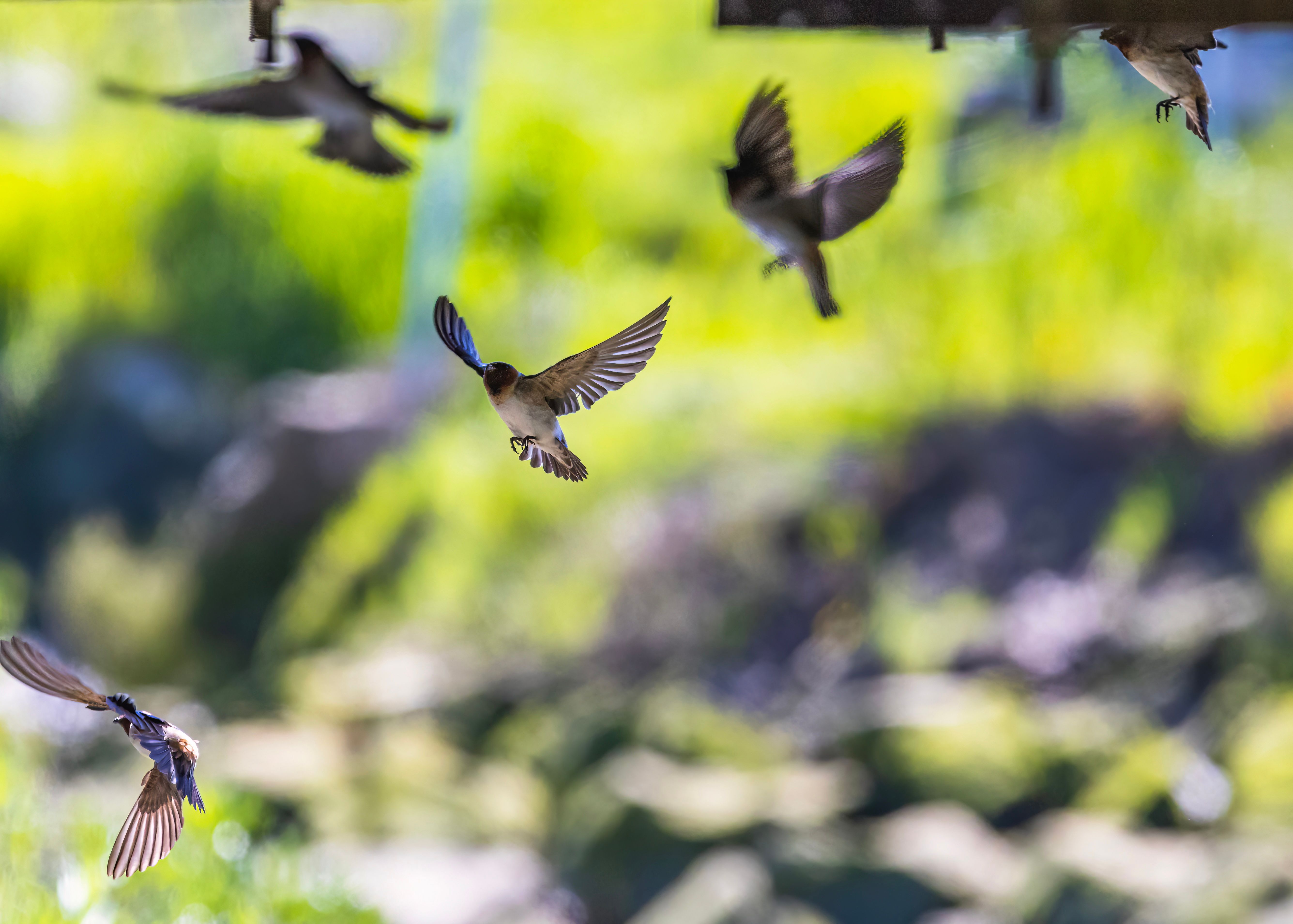 Swarming Birds Photos, Download The BEST Free Swarming Birds Stock ...
