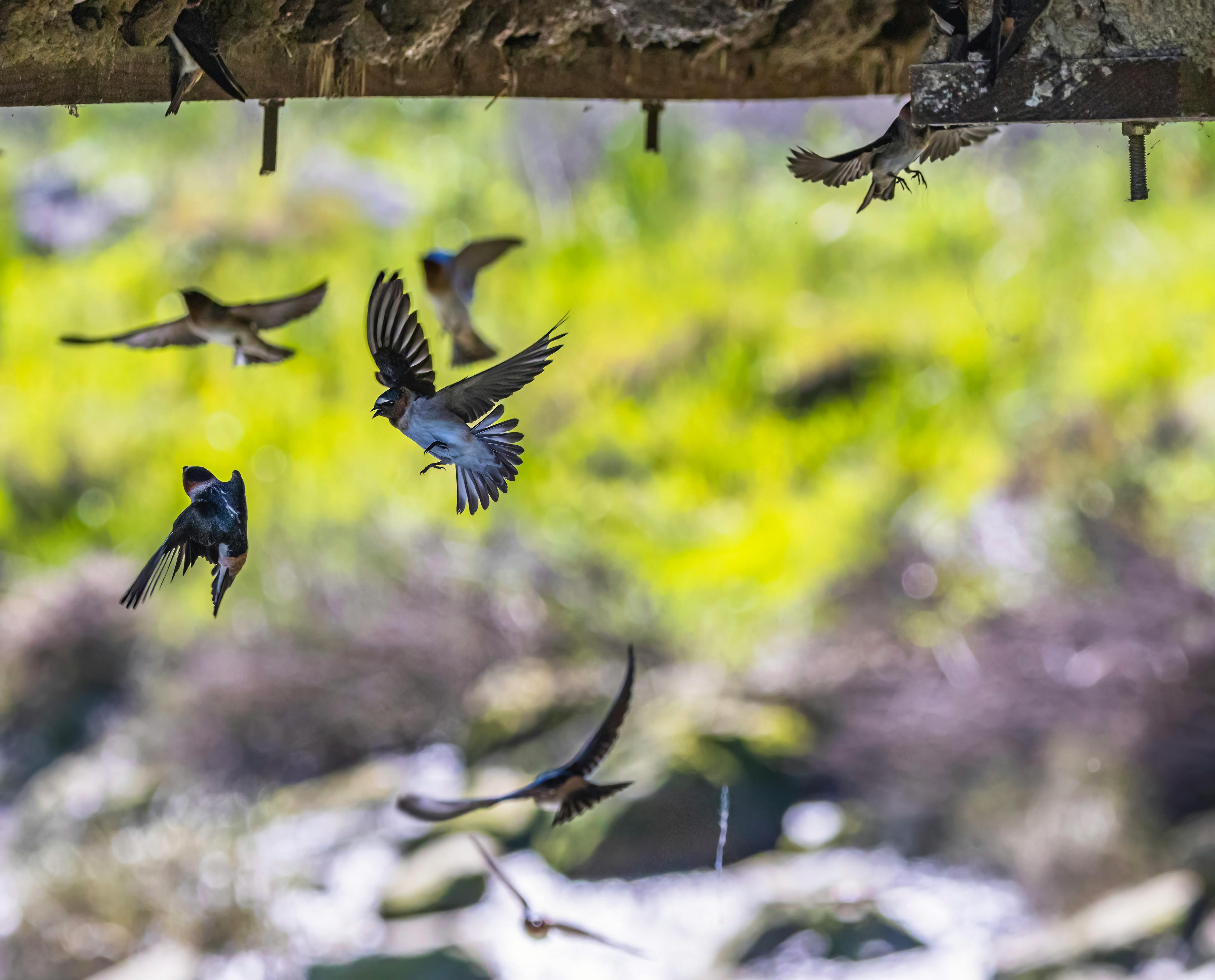 Photo of Flying Swallows · Free Stock Photo
