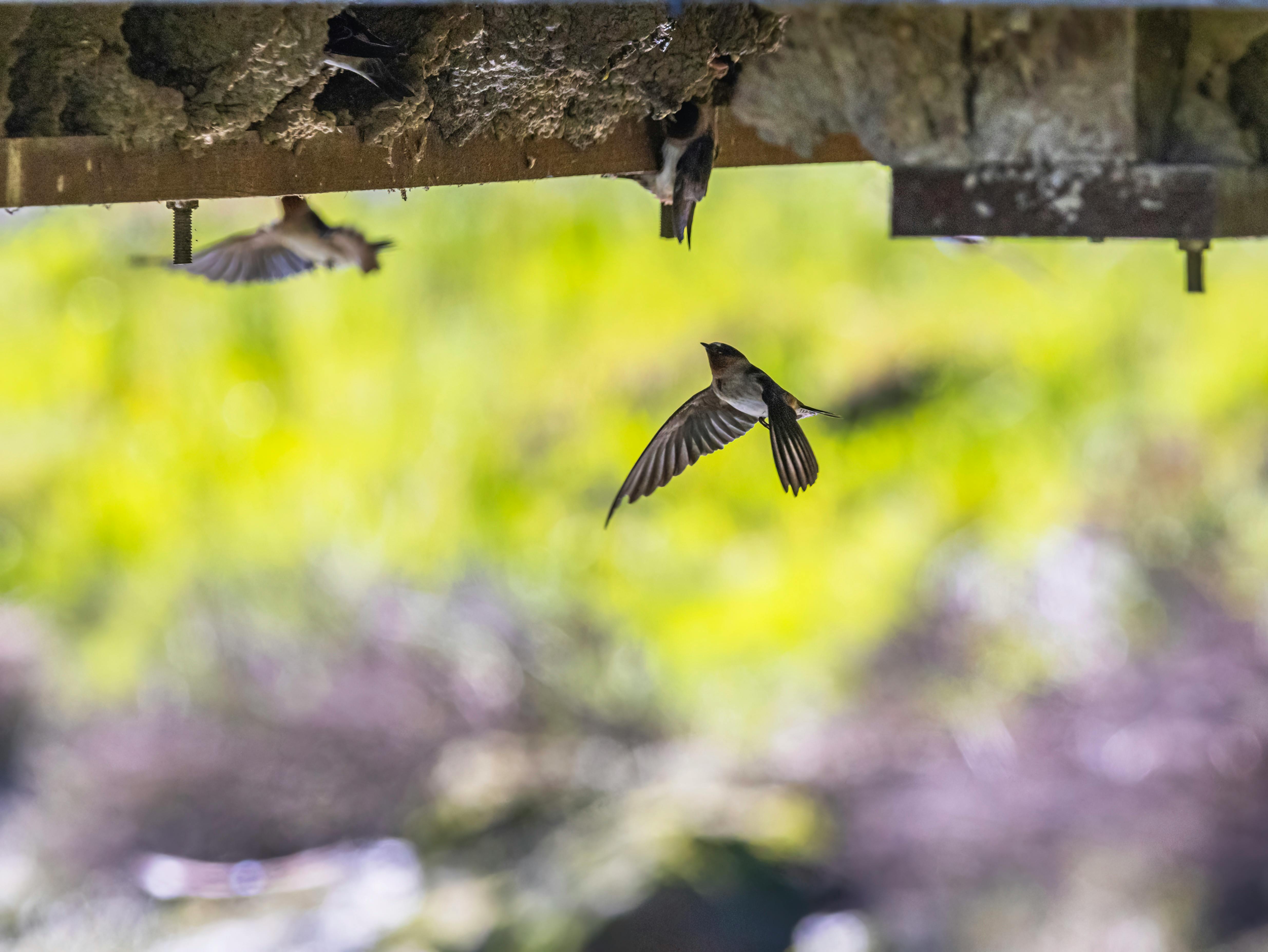 Barn Swallows Flying Photos, Download The BEST Free Barn Swallows ...