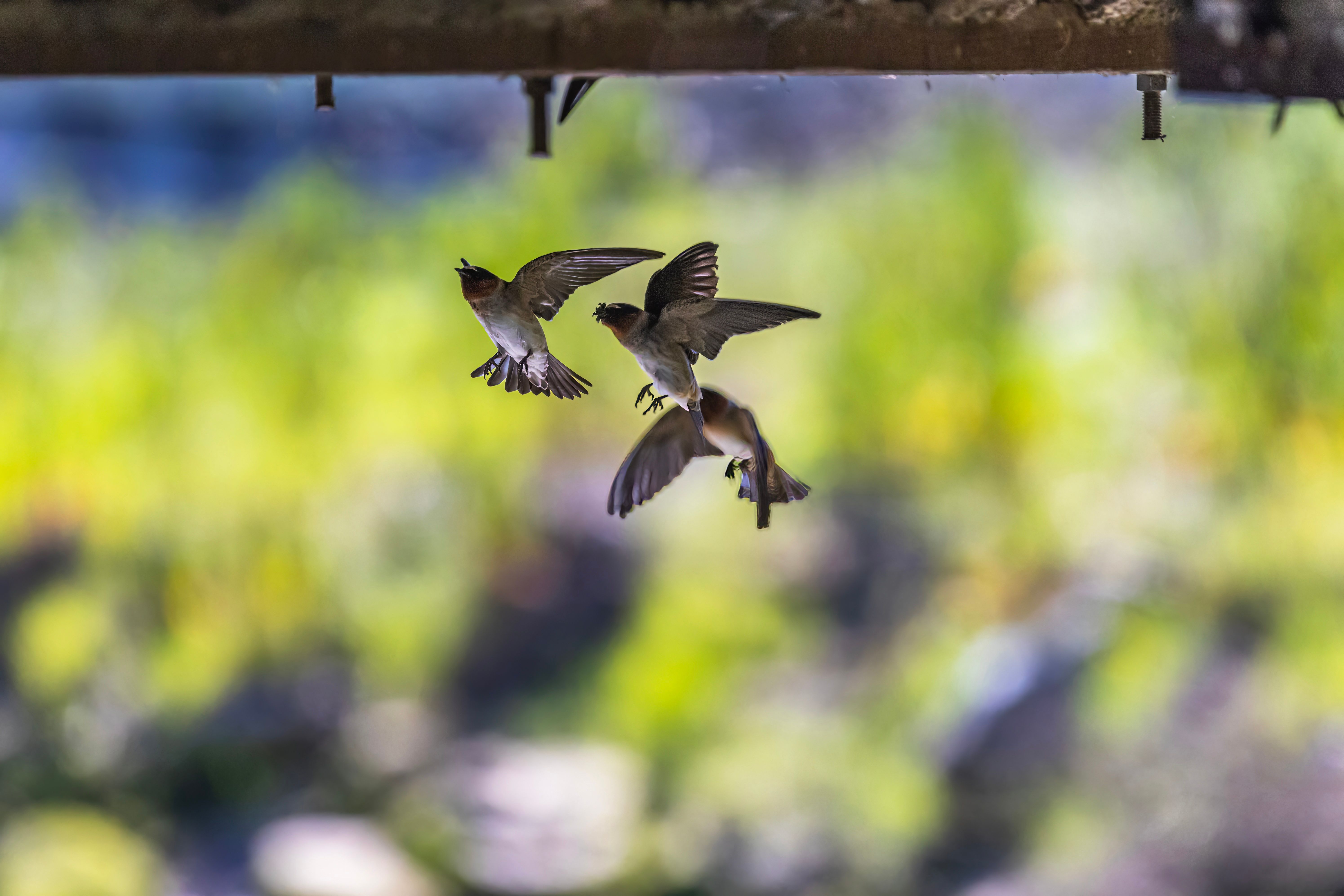 Close up of Birds Flying · Free Stock Photo