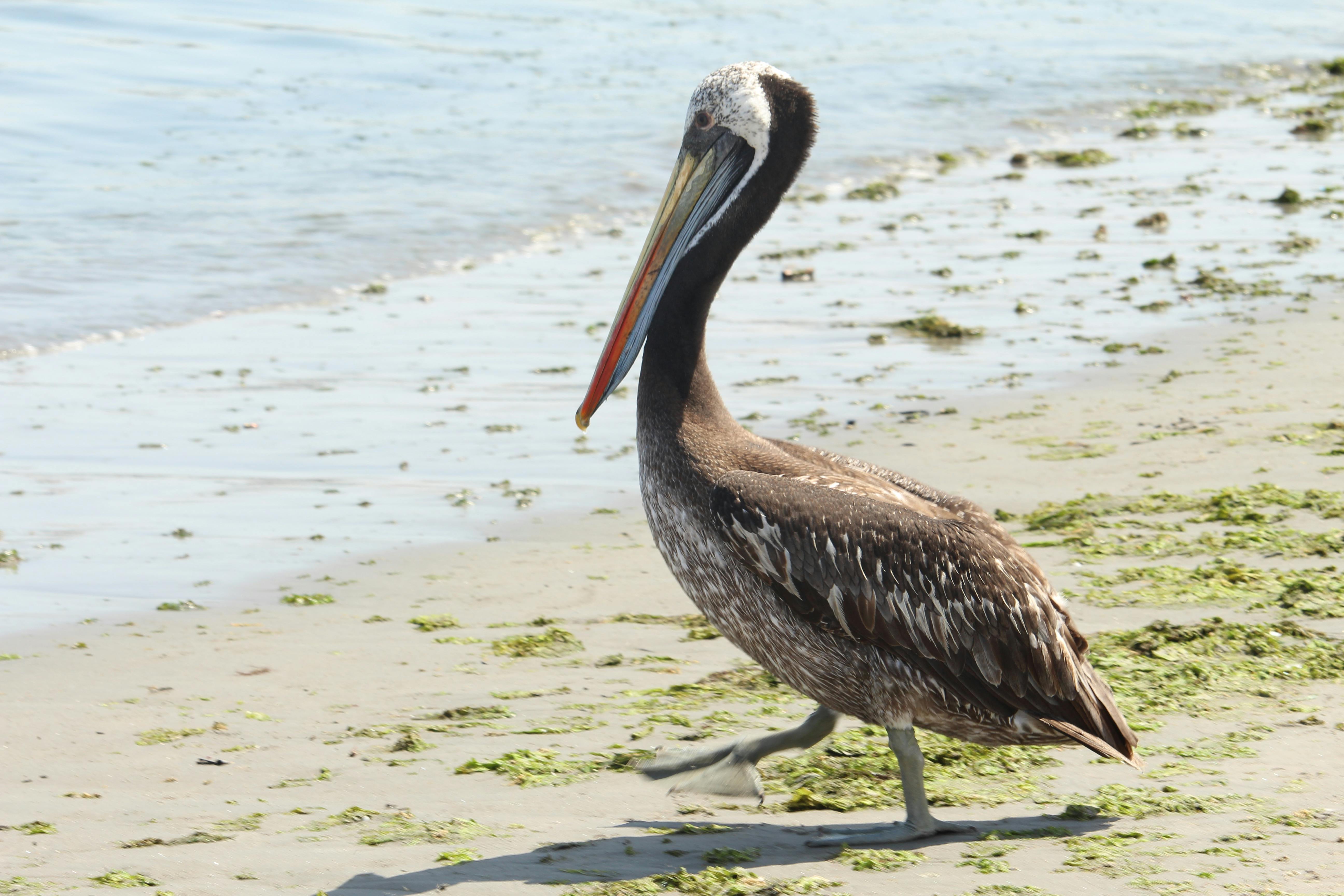 Bird Wallpaper Photos, Download The BEST Free Bird Wallpaper Stock ...