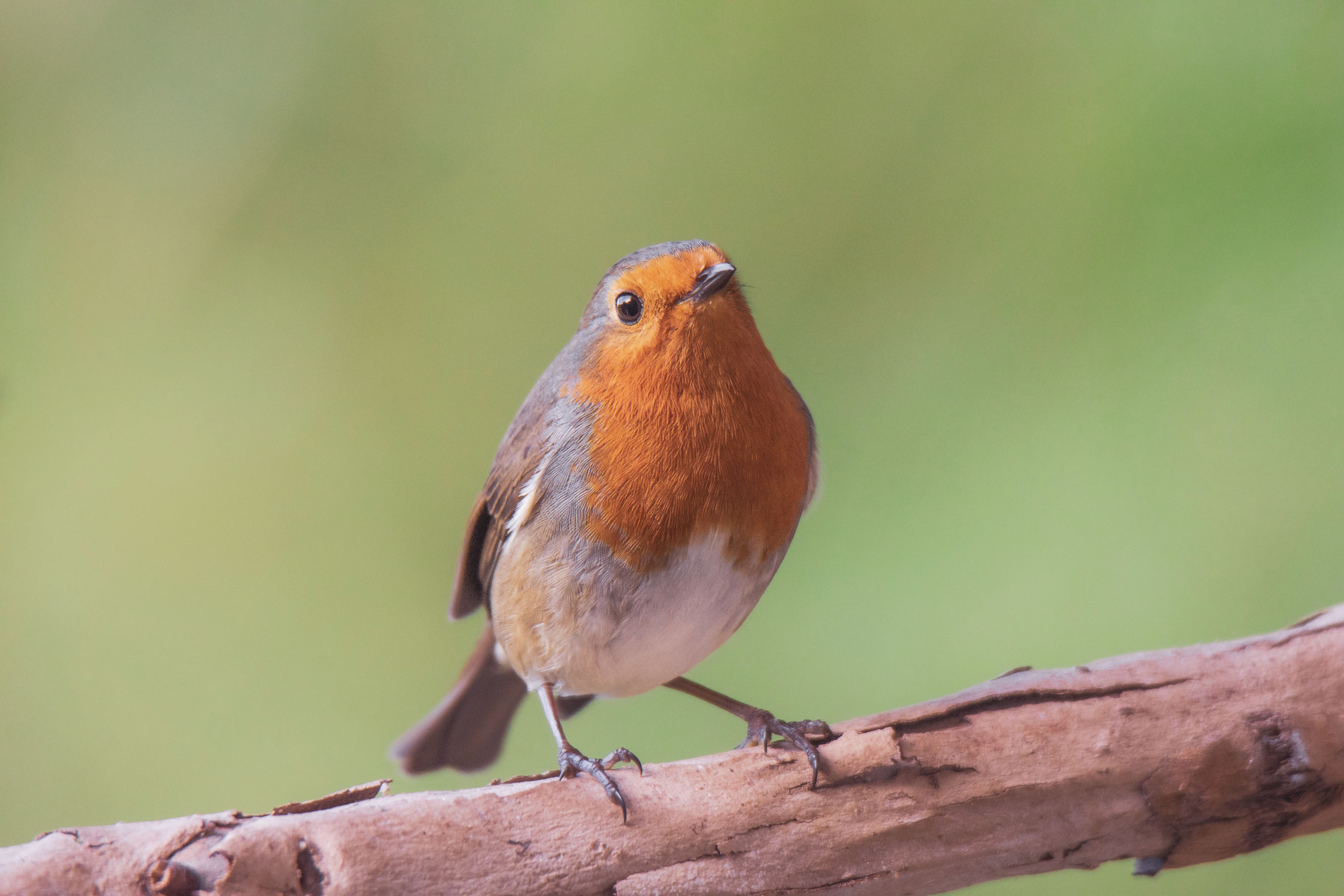 Close up of European Robin · Free Stock Photo