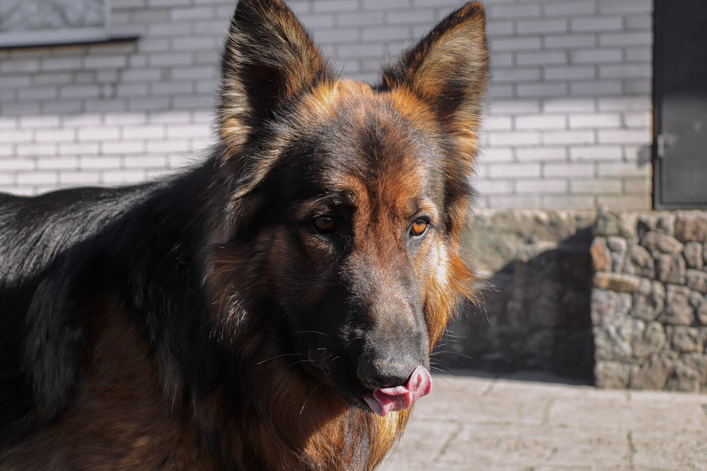 German Shepherds Teeth: Development, Care, and Health Tips