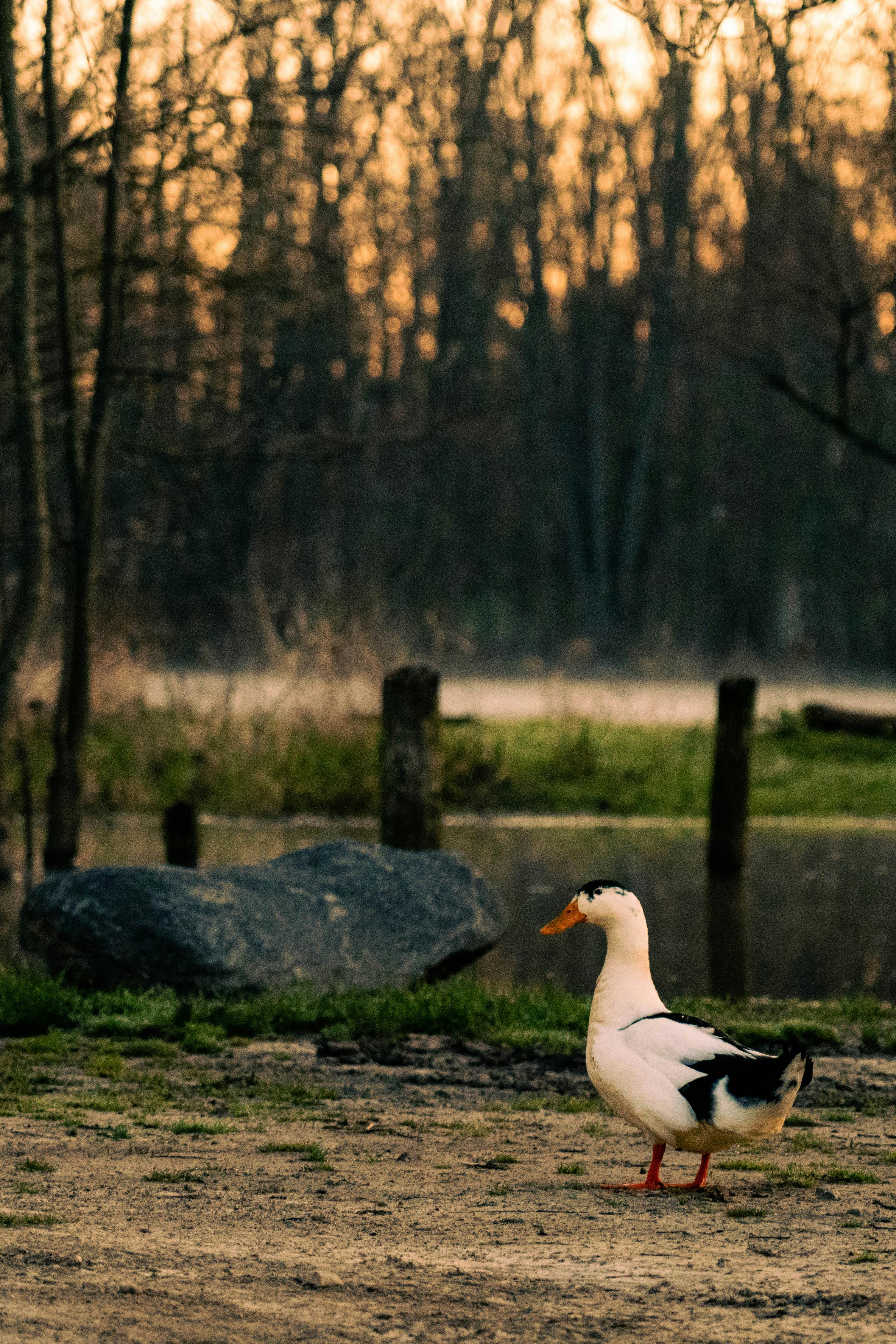 Duck in Park at Dawn · Free Stock Photo