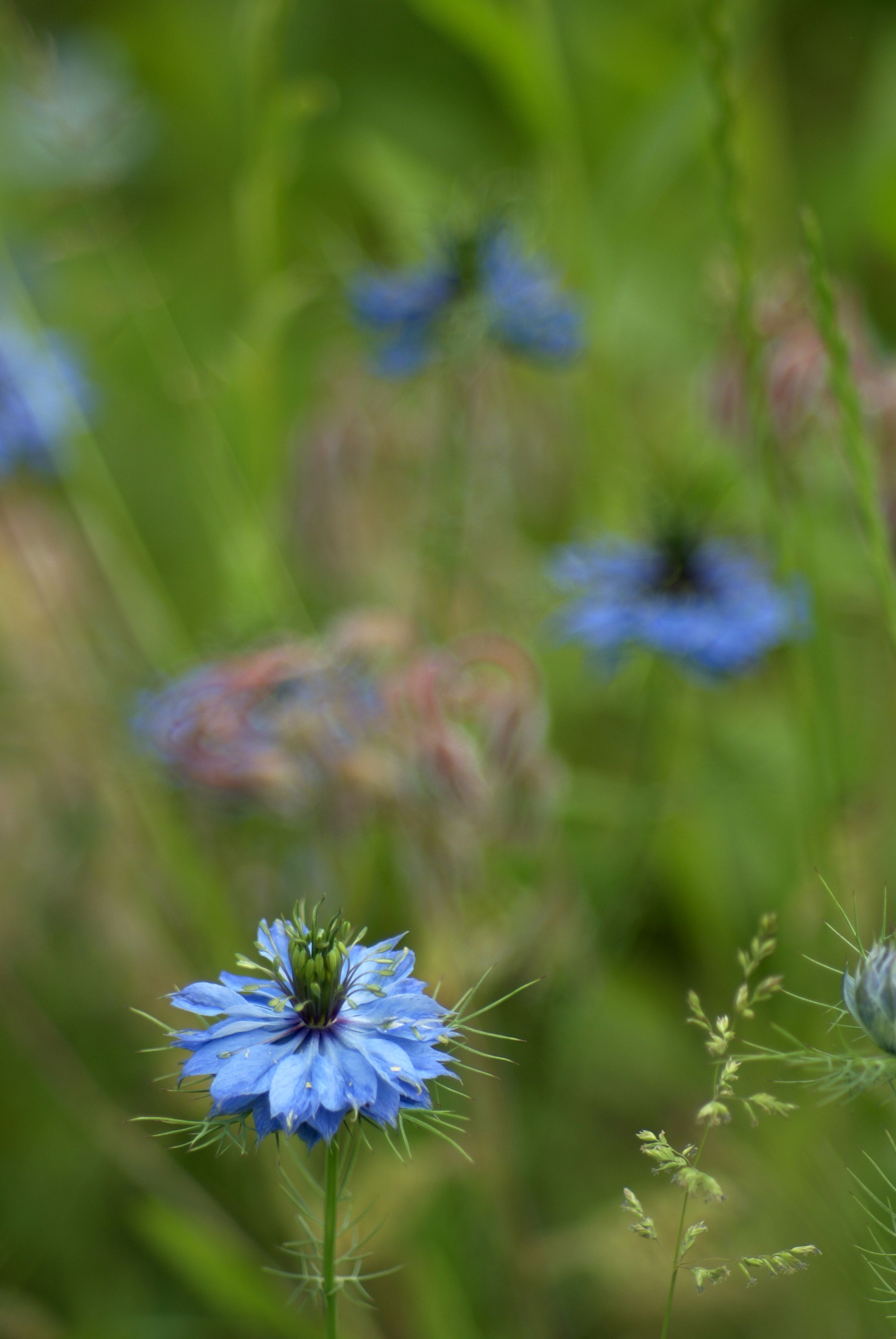 Windows 11 Blue Flower Wallpaper Photos, Download The BEST Free Windows ...