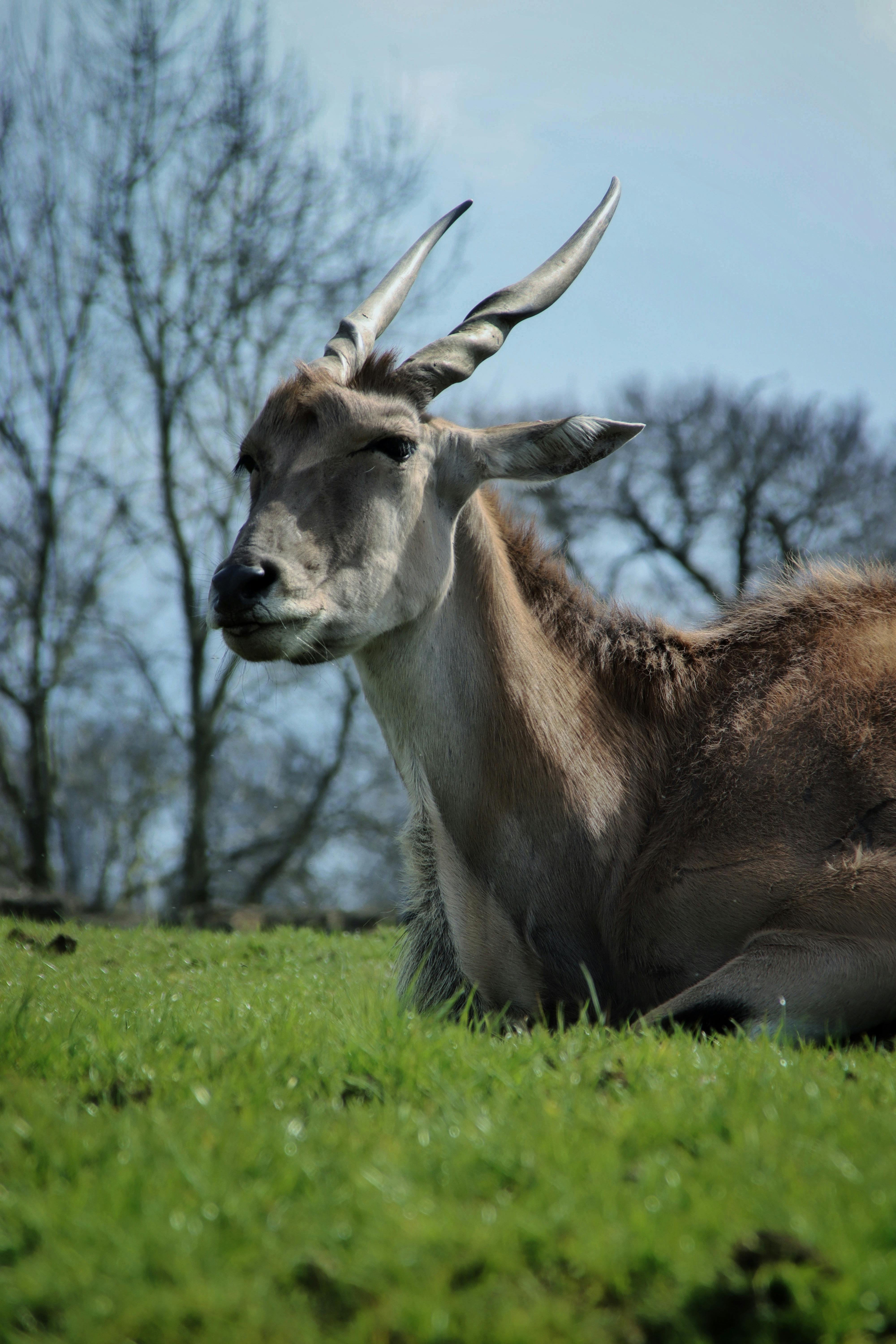 Common Eland Antelope · Free Stock Photo