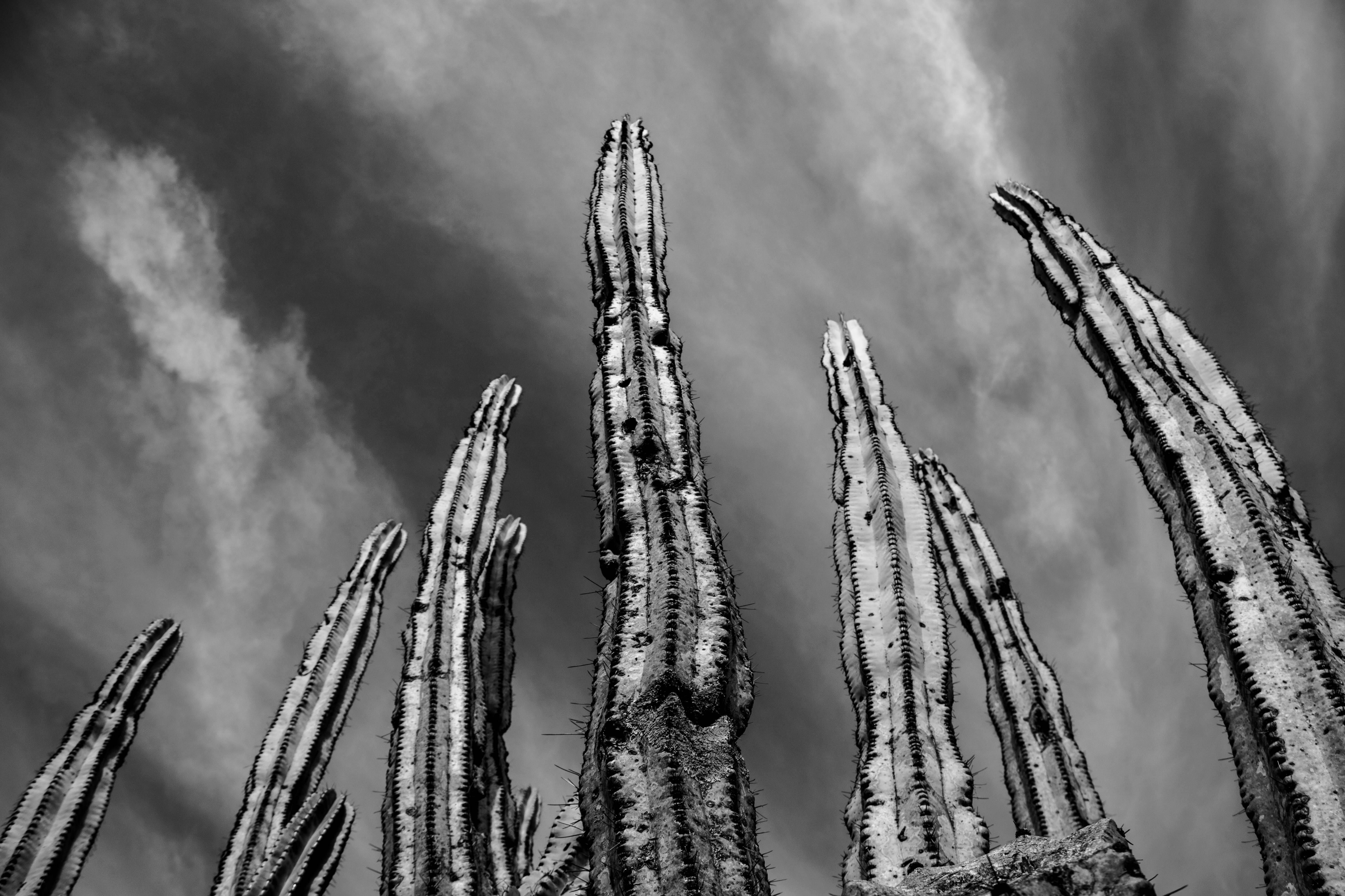 Cactus And Hummingbirds Photos, Download The BEST Free Cactus And ...