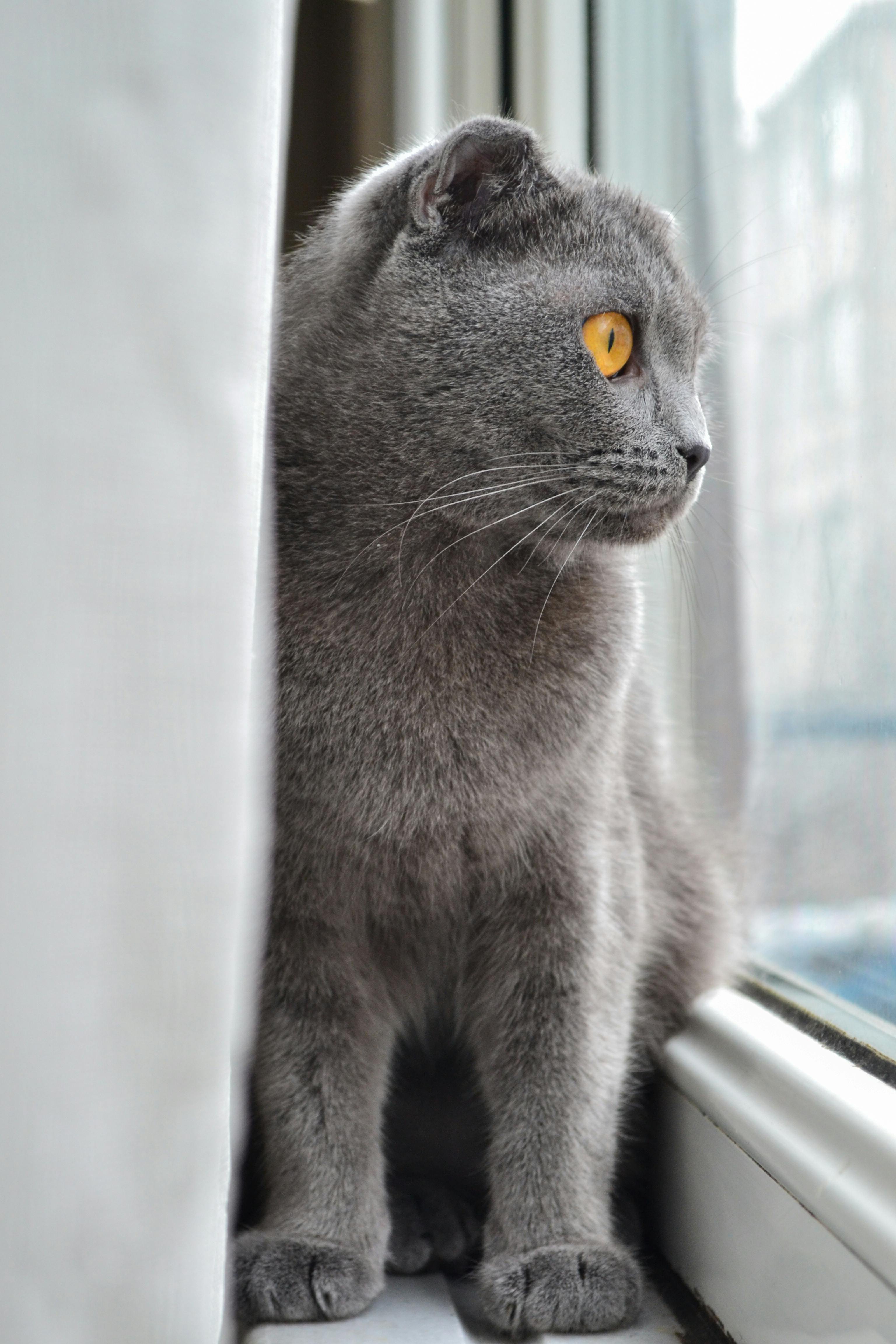 Cute Gray Cat Looking Through Window · Free Stock Photo