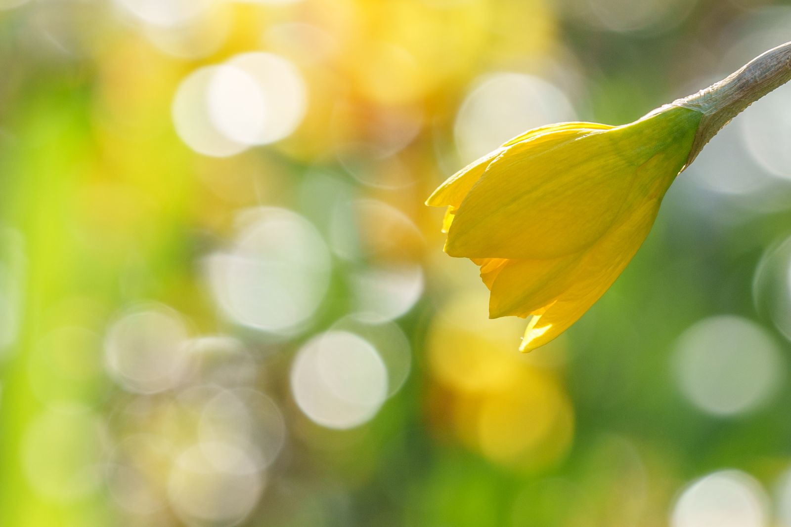 Tulip Flower Wallpaper Photos, Download The BEST Free Tulip Flower ...