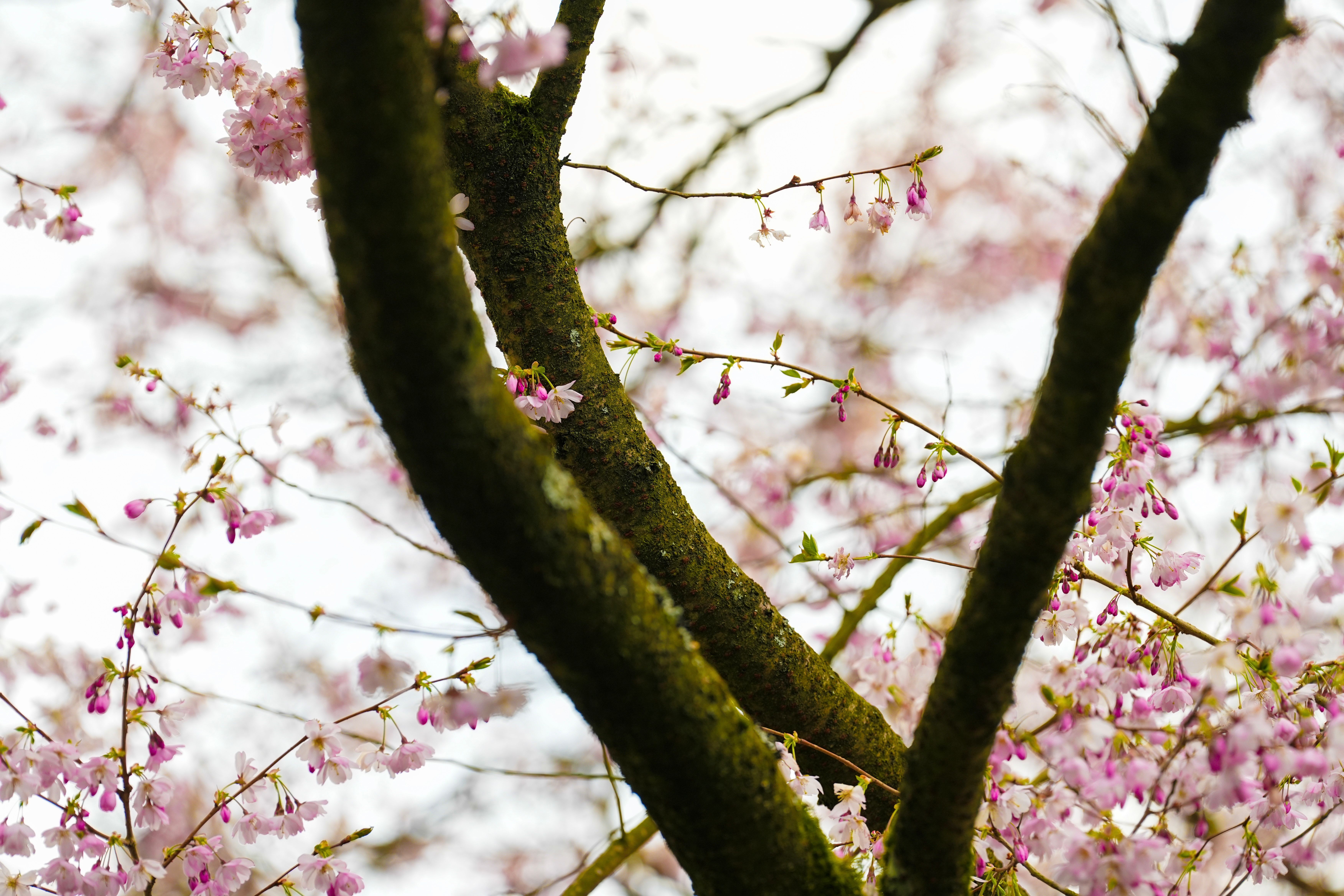 Branch and Flowers · Free Stock Photo