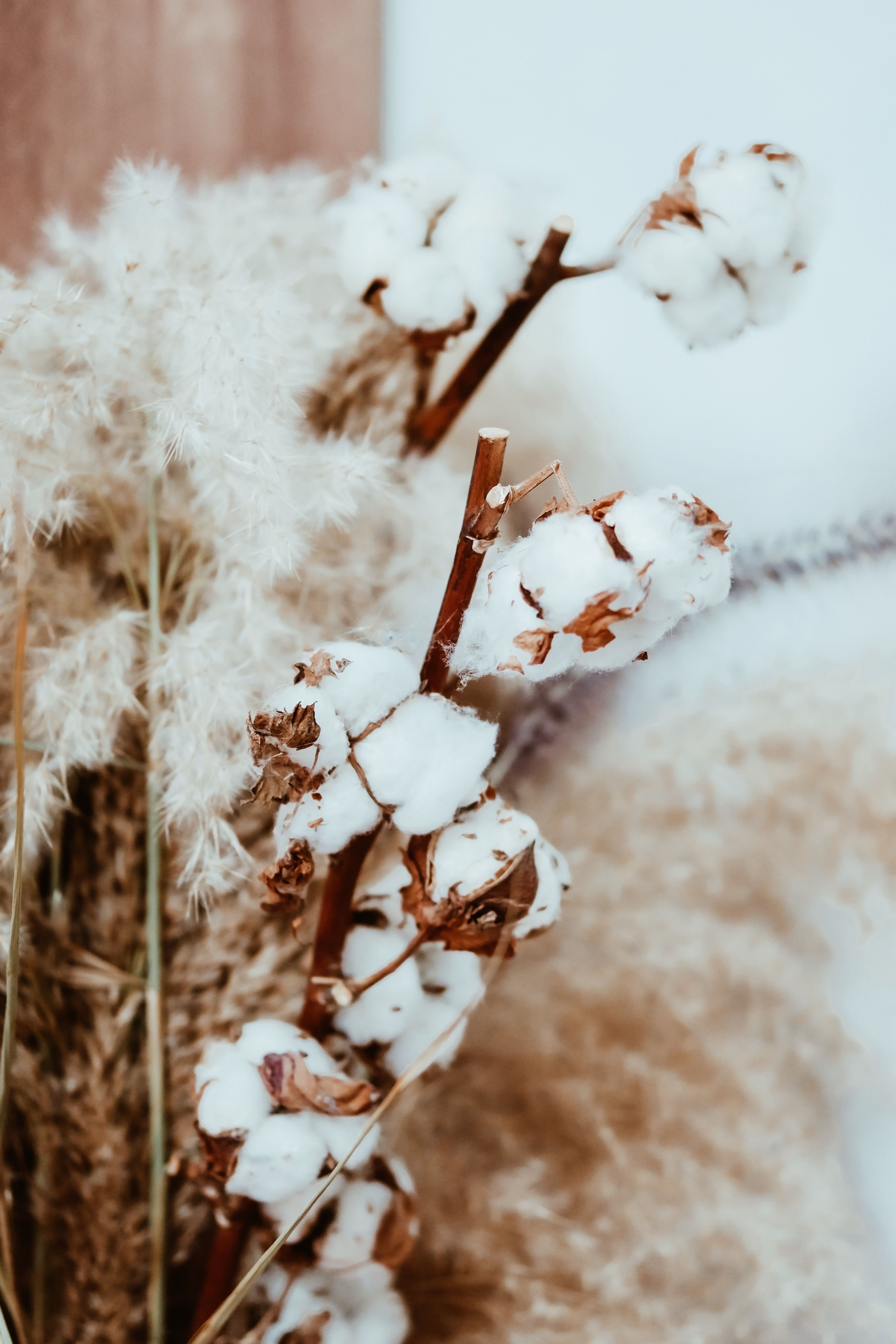 Close up of Cotton Branches · Free Stock Photo