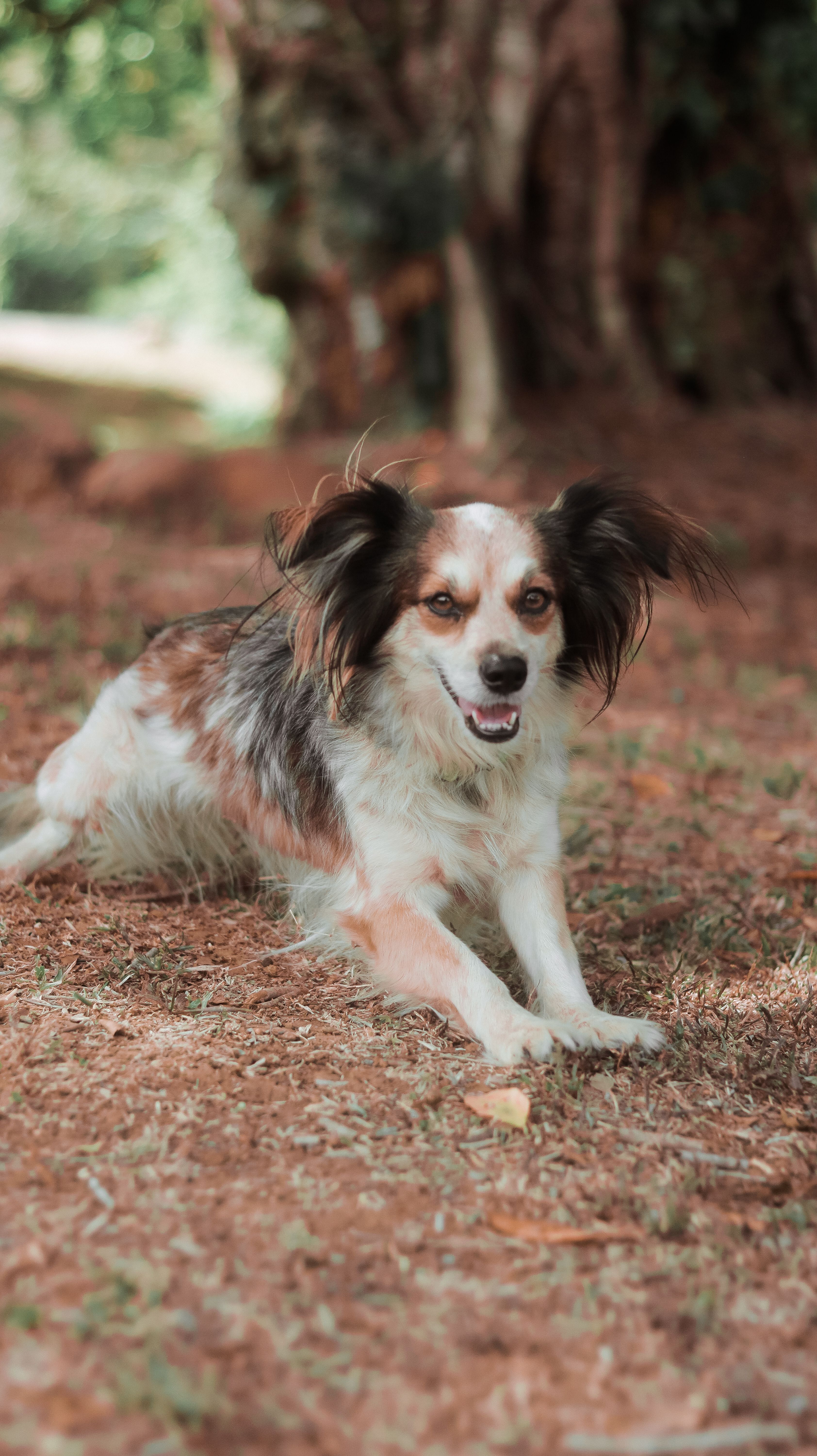 Dog on Ground · Free Stock Photo