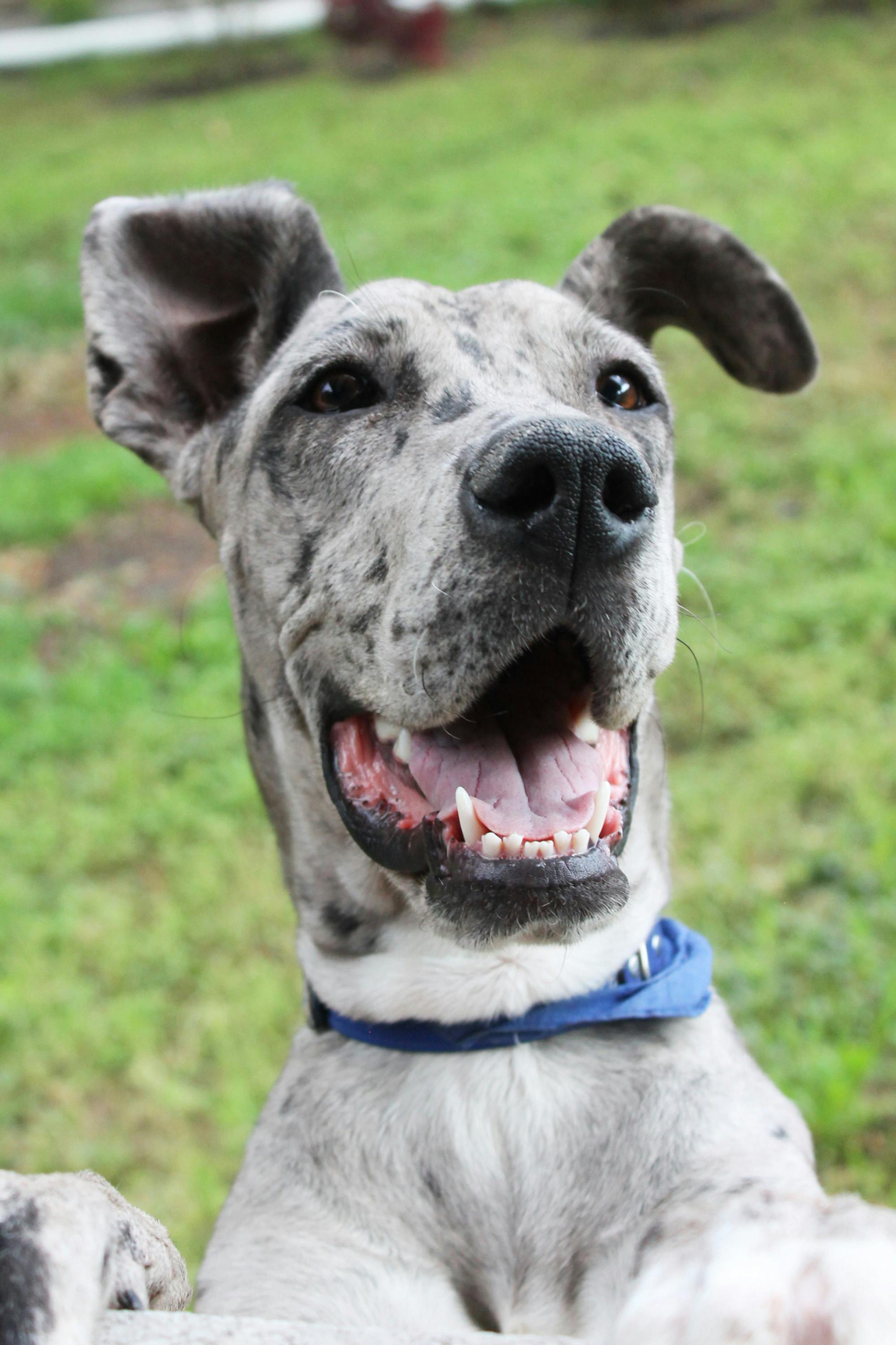 Little Piebald Dog Playing with Toy on Leather Sofa · Free Stock Photo