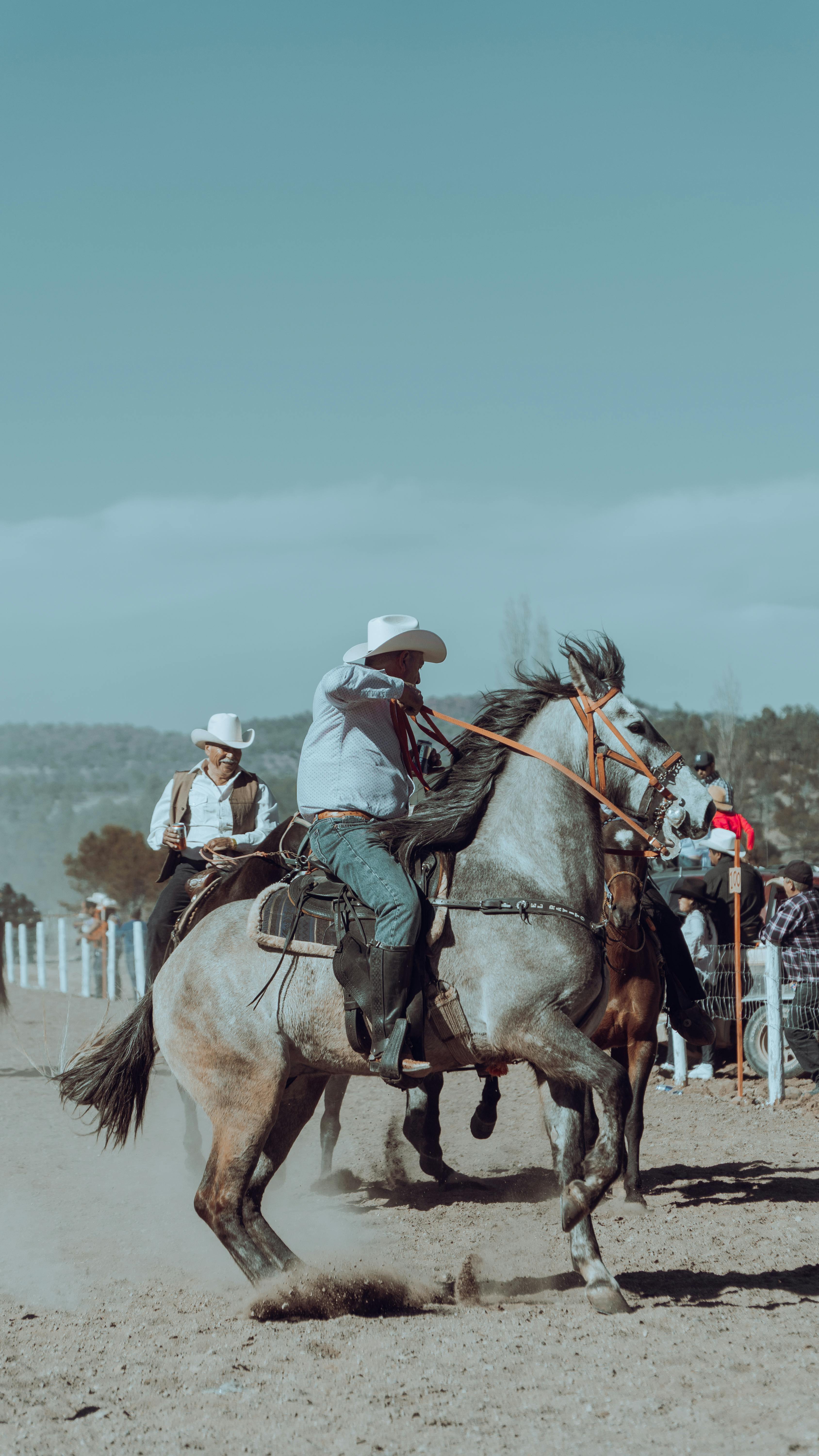 Desert Steed Photos, Download The BEST Free Desert Steed Stock Photos ...