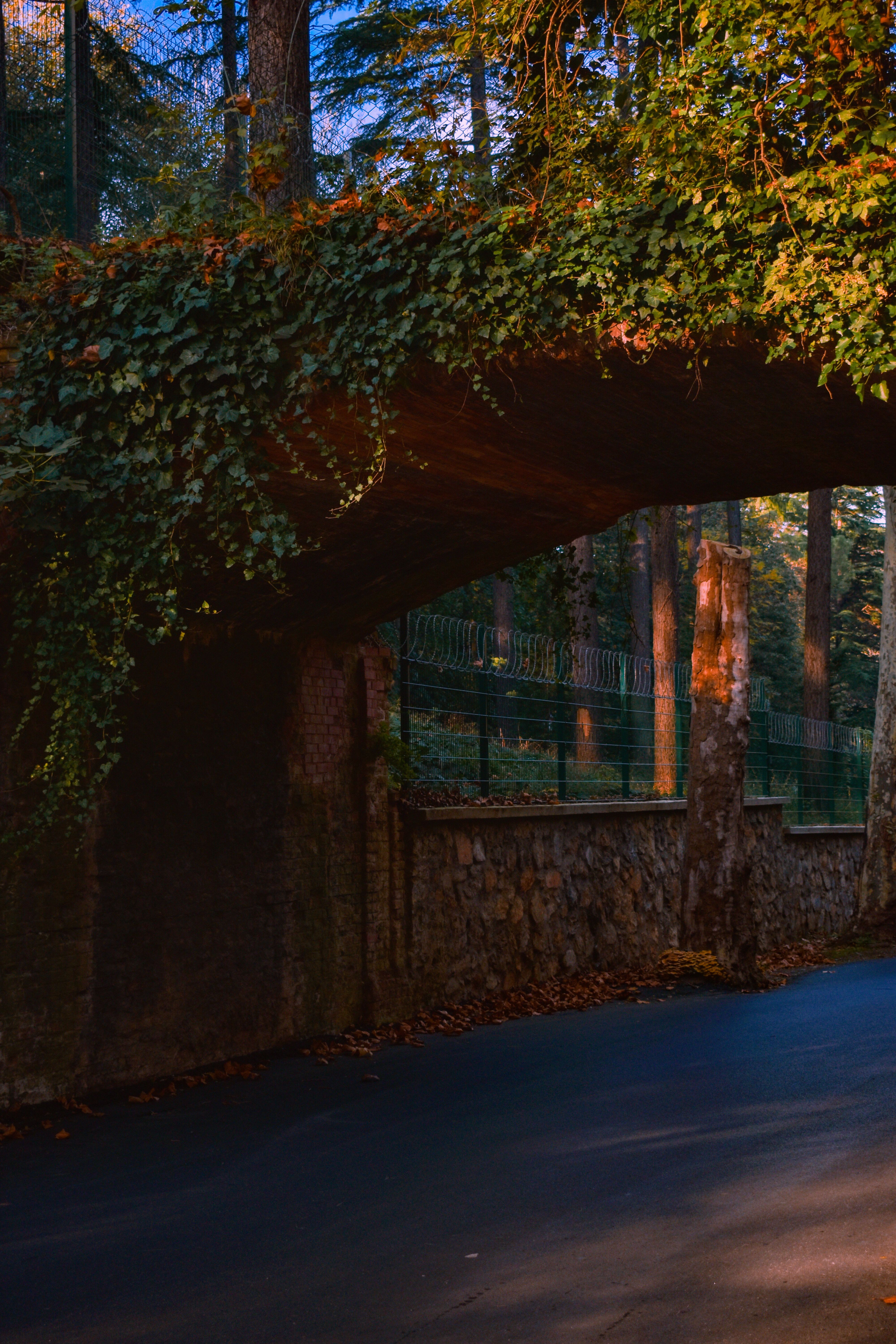 Overgorwn Bridge over Street · Free Stock Photo