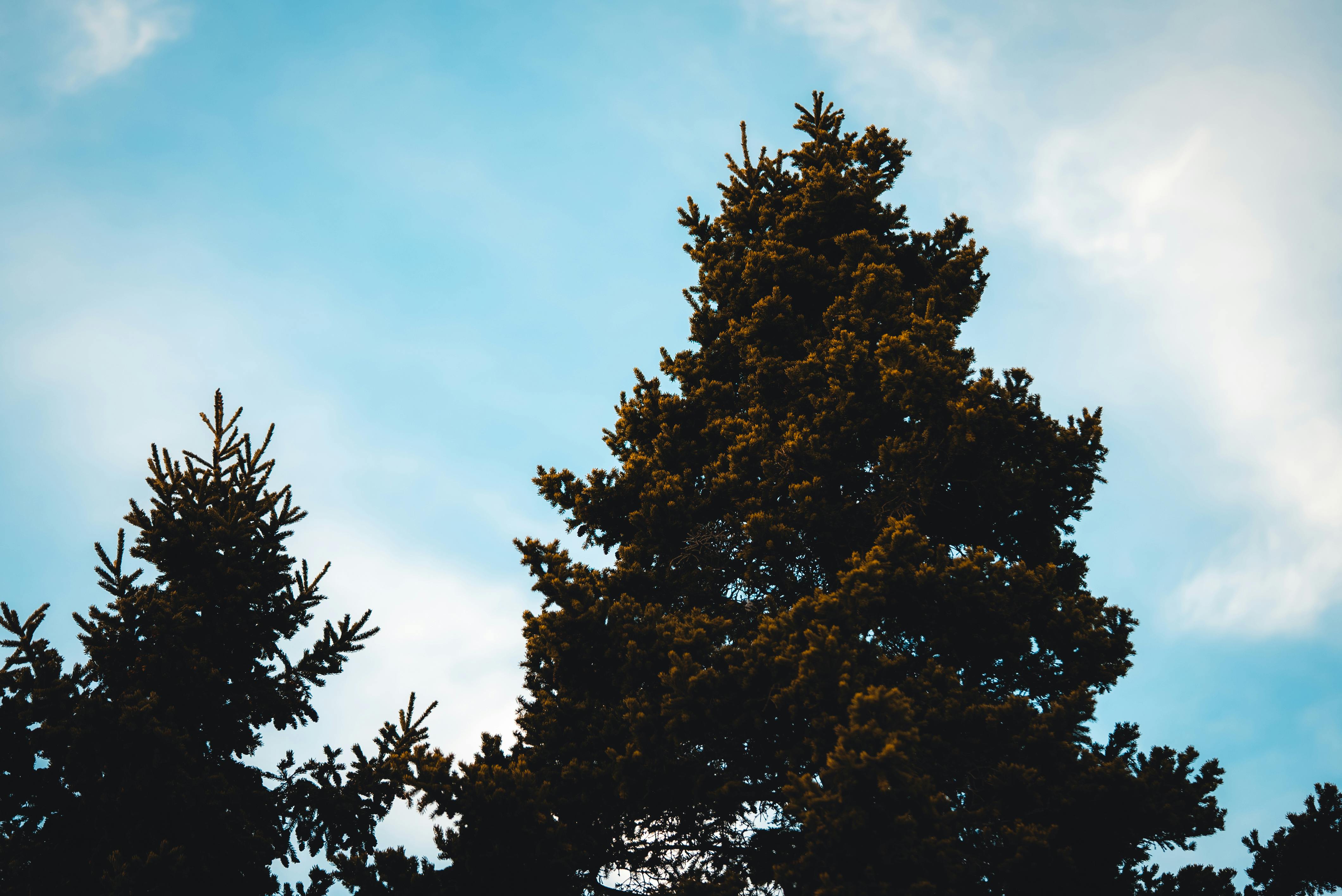 Green Trees Under Blue Sky · Free Stock Photo