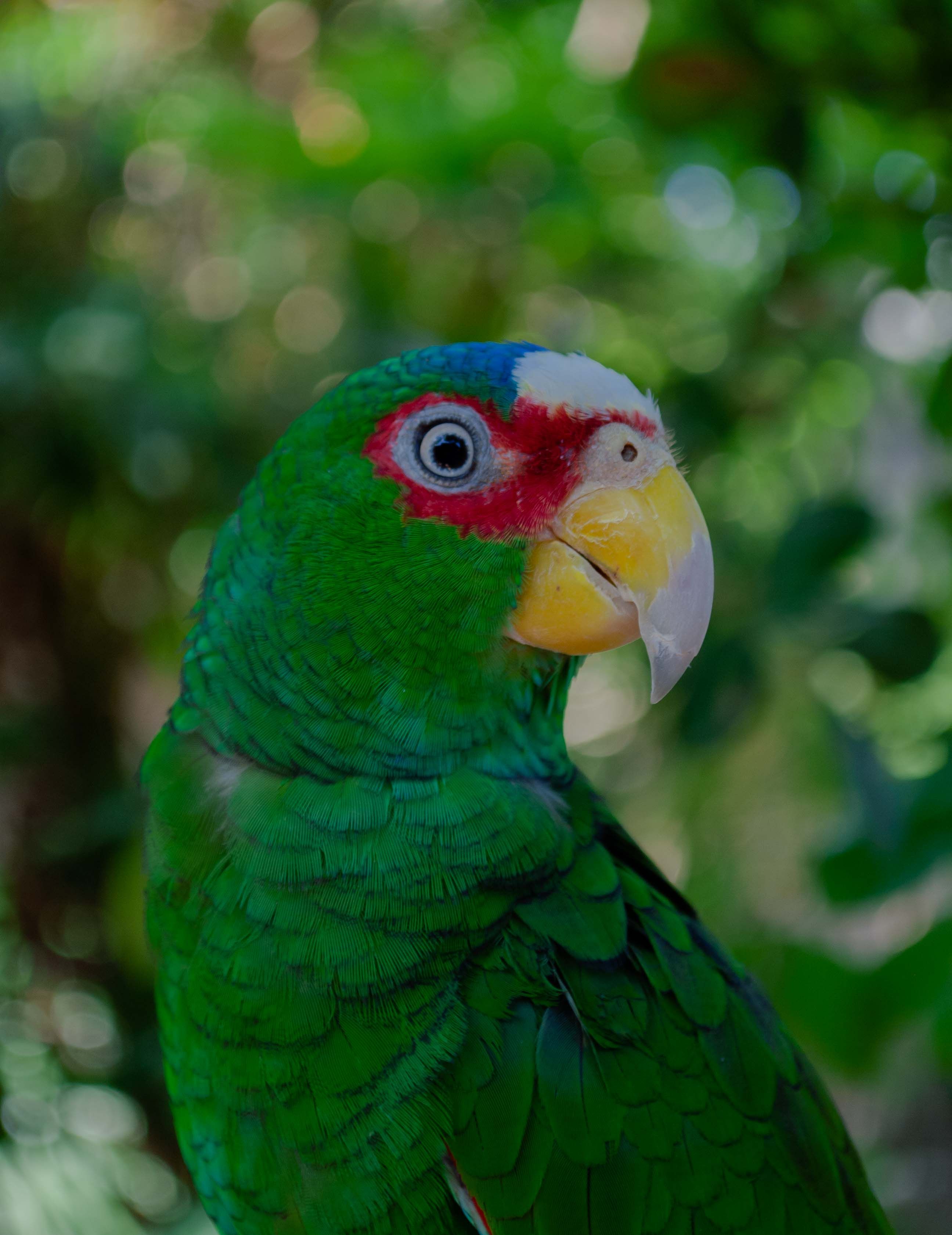 Red Crowned Parrot Photos, Download The BEST Free Red Crowned Parrot ...