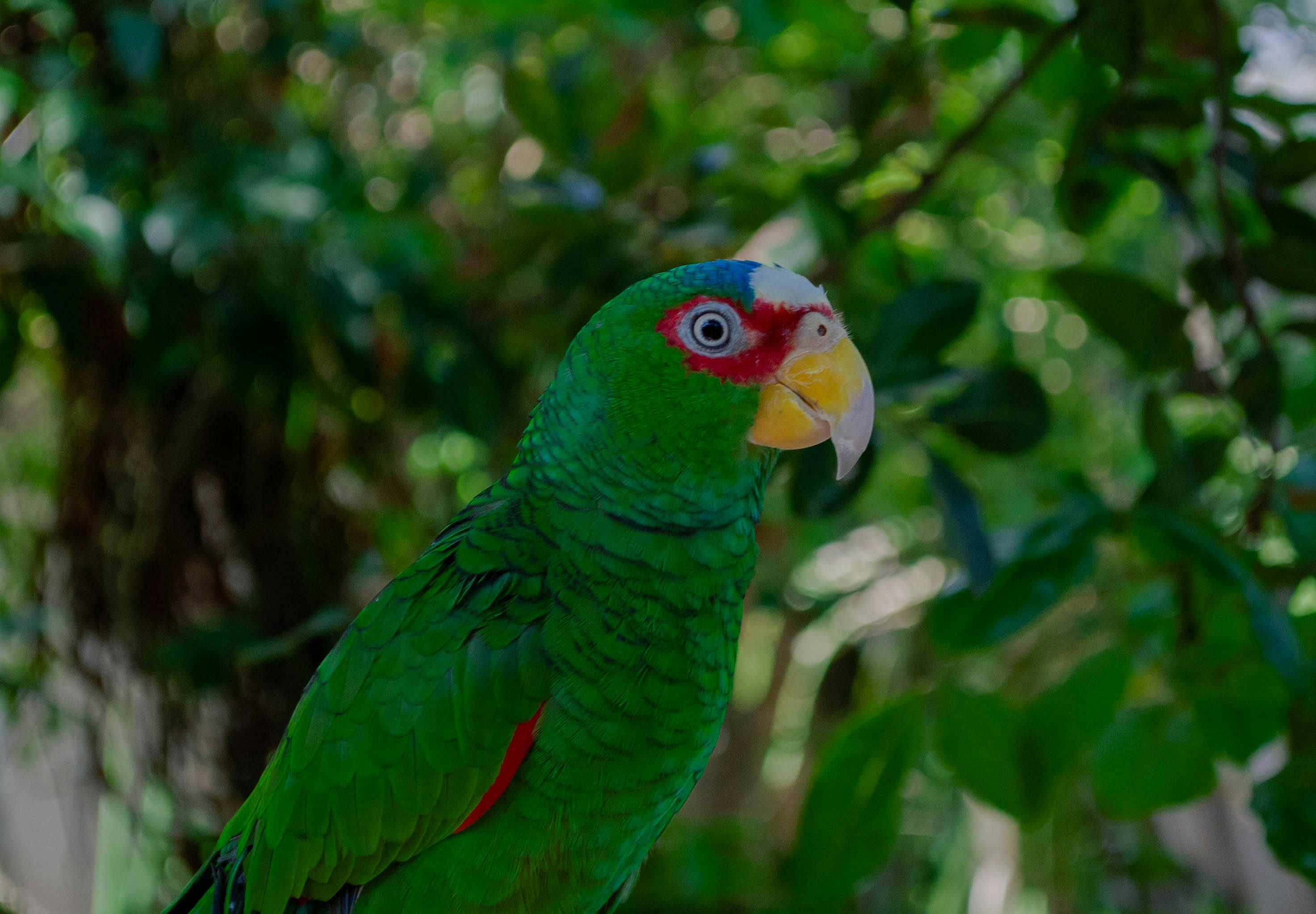 Side View of White-fronted Amazon Parrot · Free Stock Photo