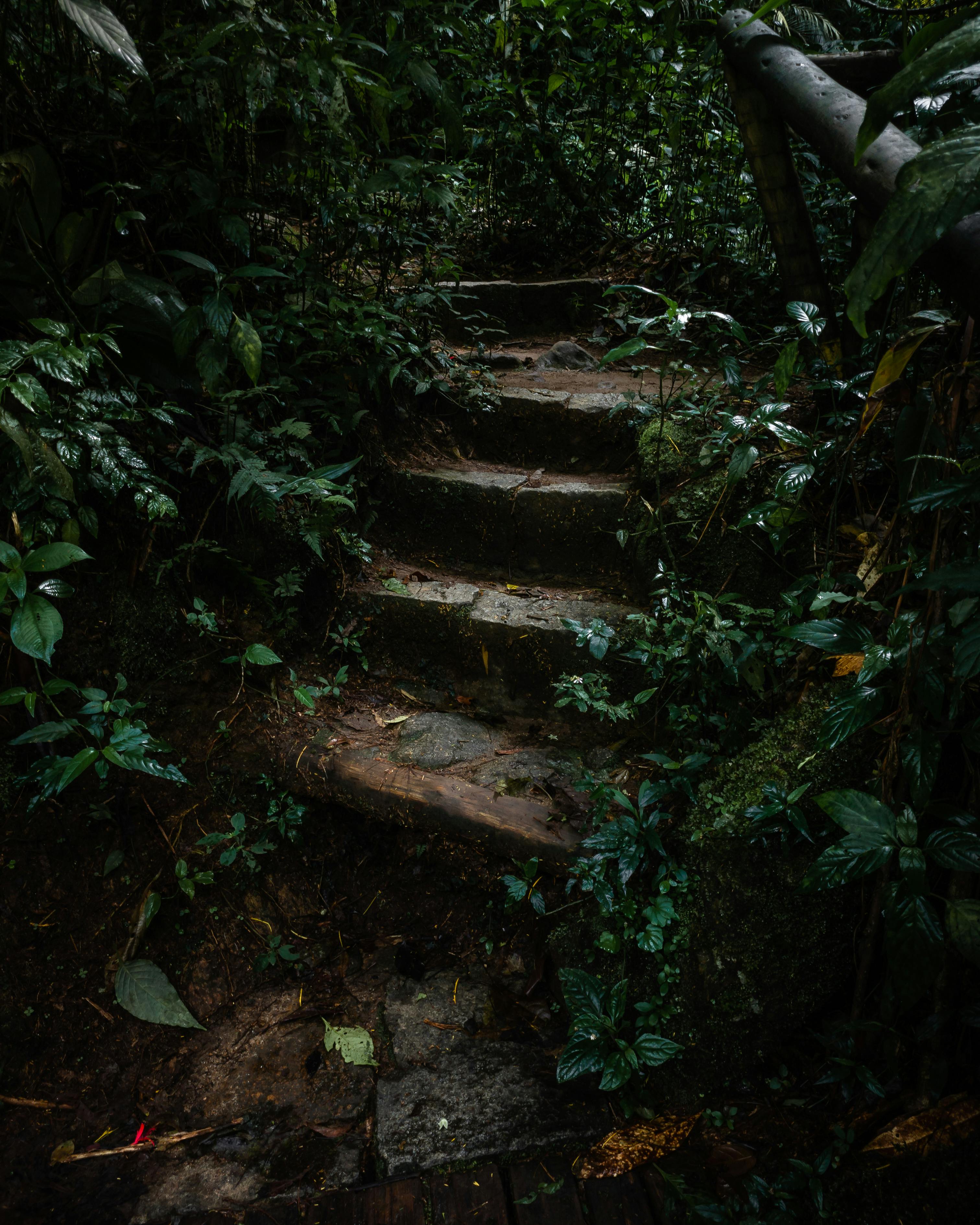 Steps in a Forest · Free Stock Photo
