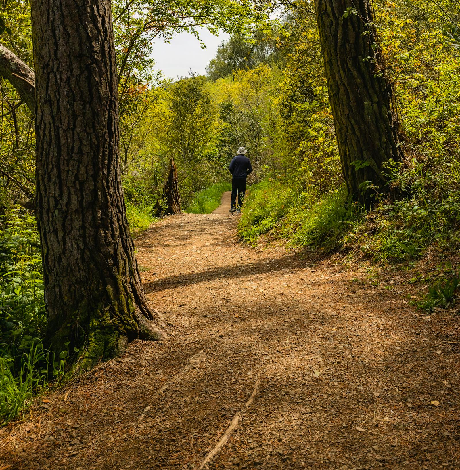 Cat Walking In Woods Photos, Download The BEST Free Cat Walking In ...