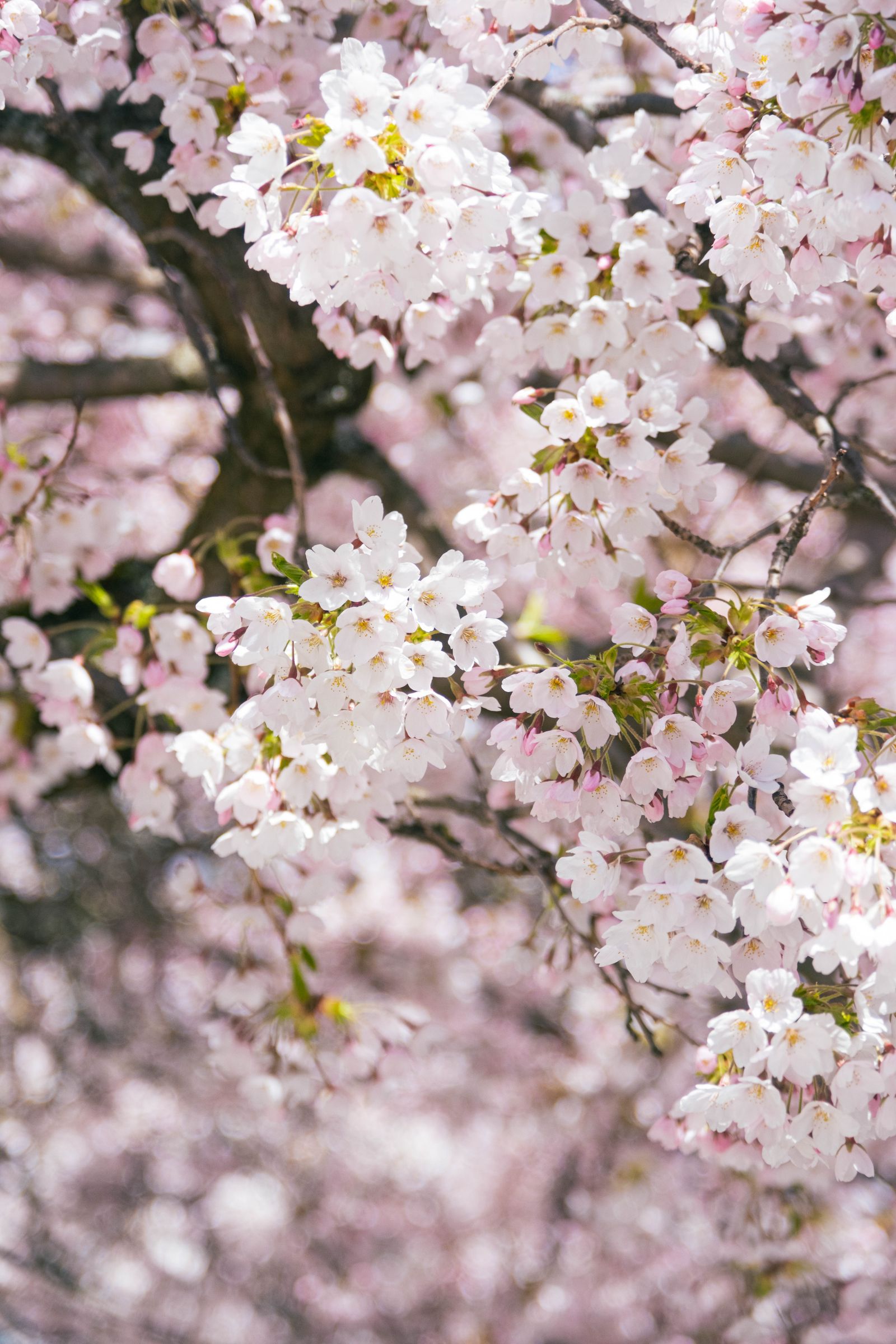 Closeup Of Cherry Blossoms In Nature Photos, Download The BEST Free ...