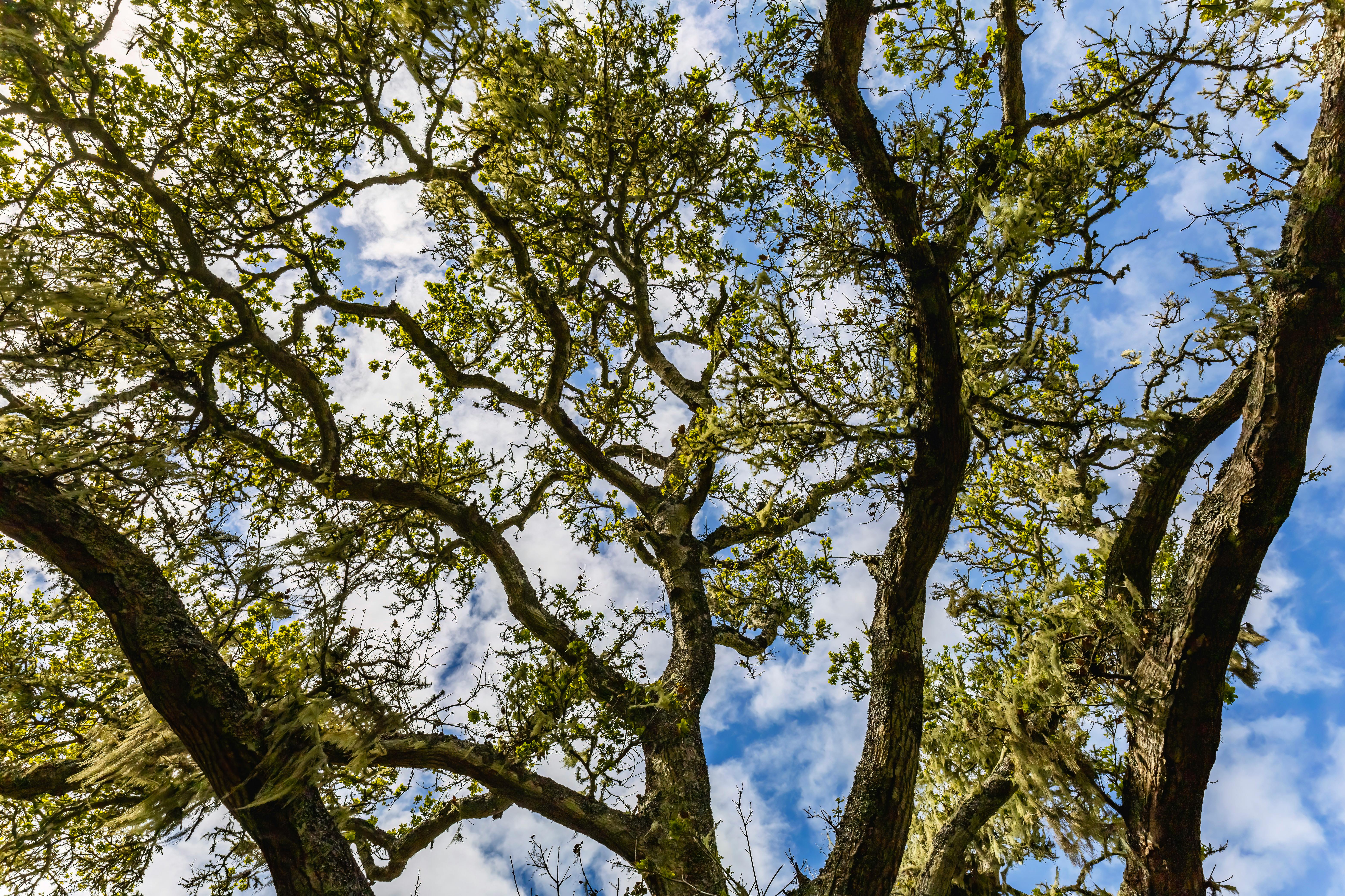 Close up of Tree Branches · Free Stock Photo