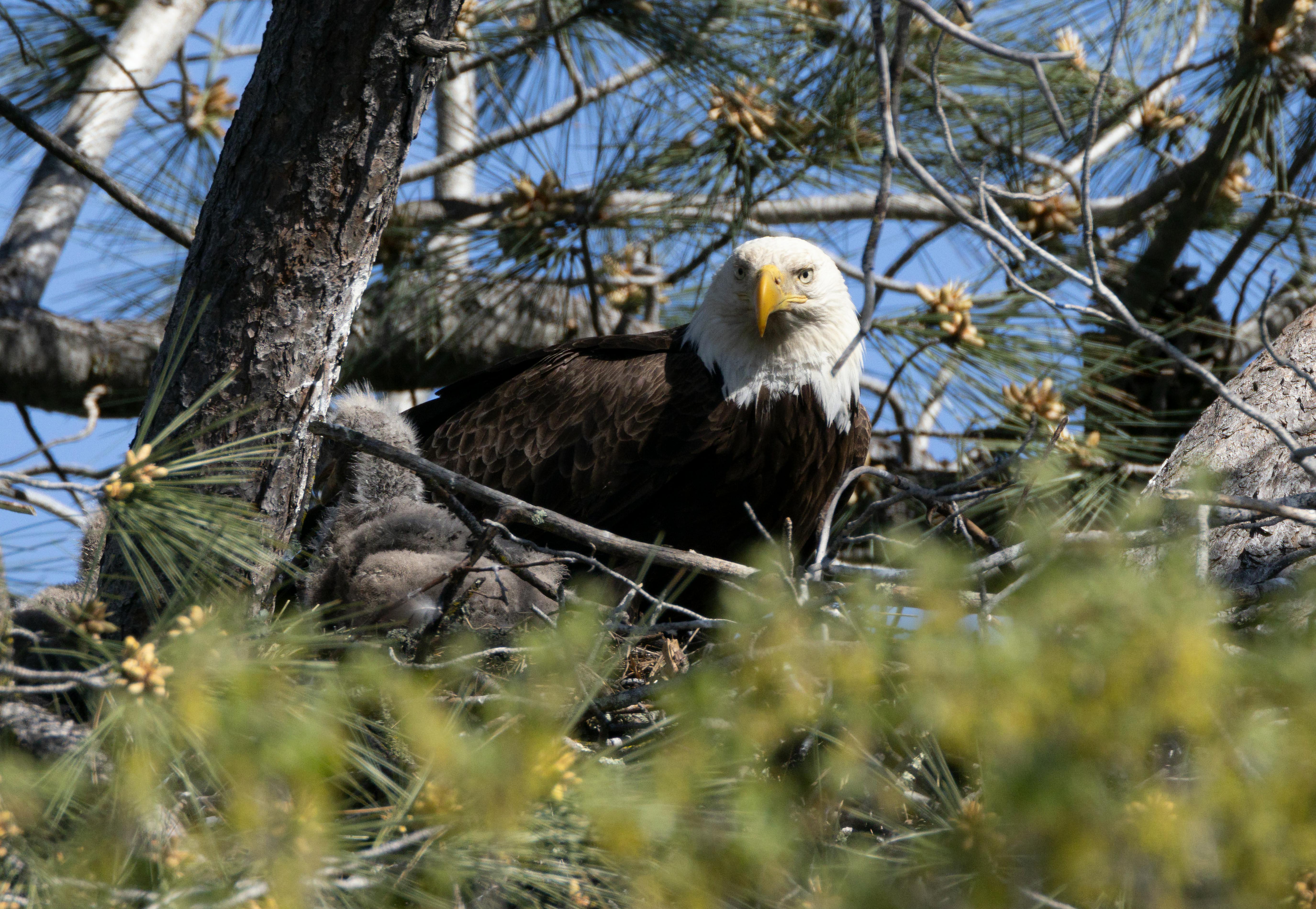 Bald Eagle on Tree · Free Stock Photo
