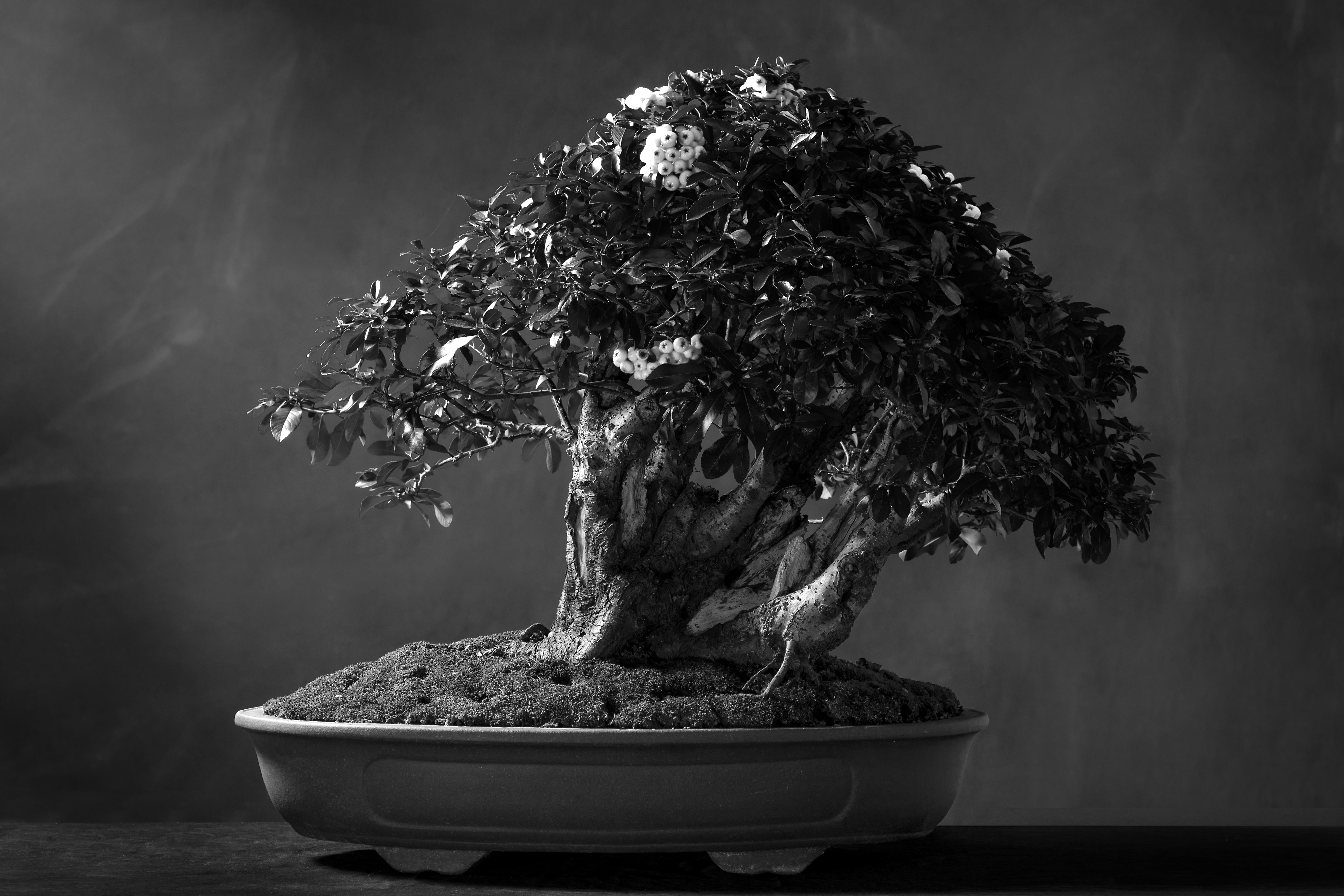 Green Miniature Tree in Pot · Free Stock Photo