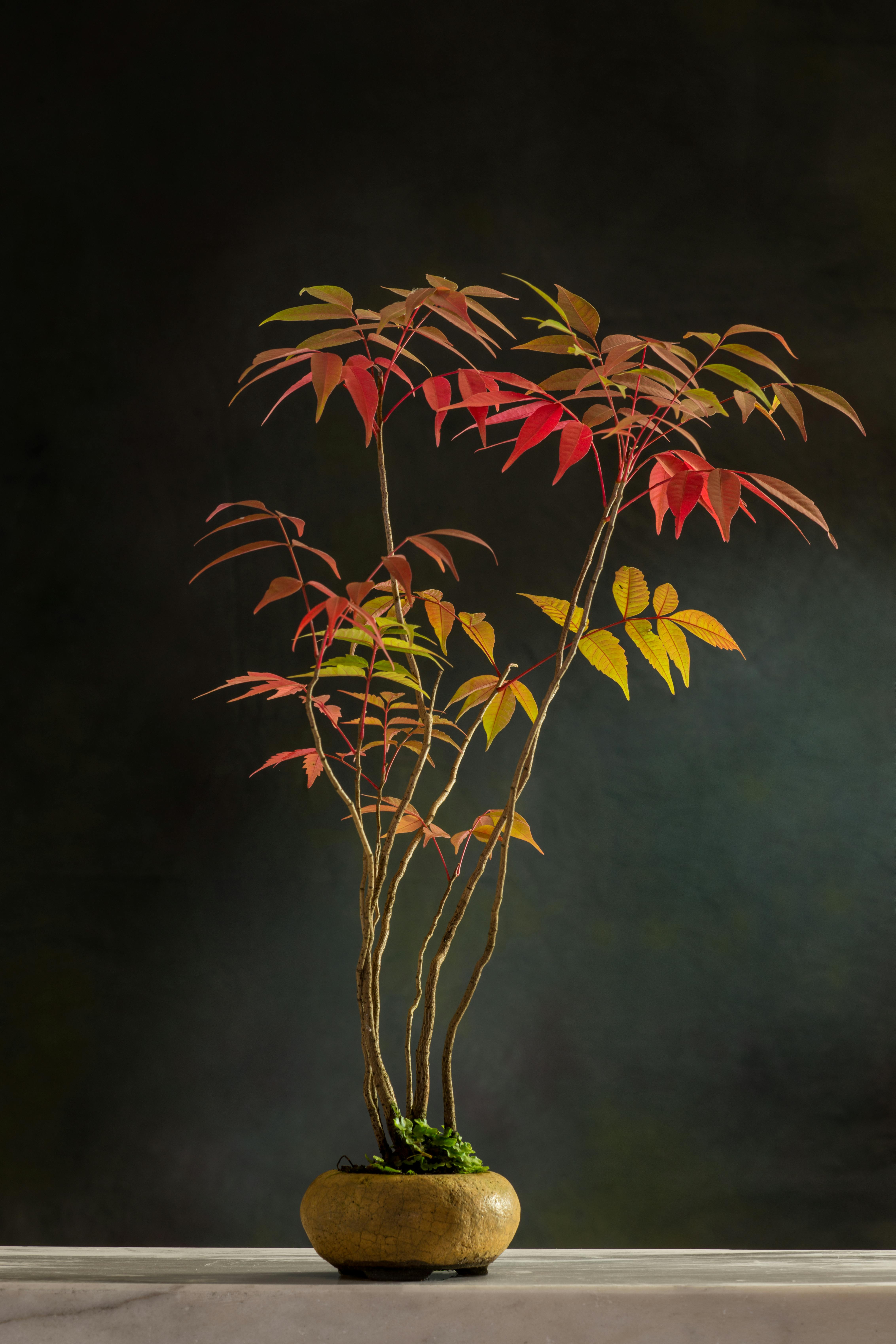 Pianta Digitale Photos, Download The BEST Free Pianta Digitale Stock ...