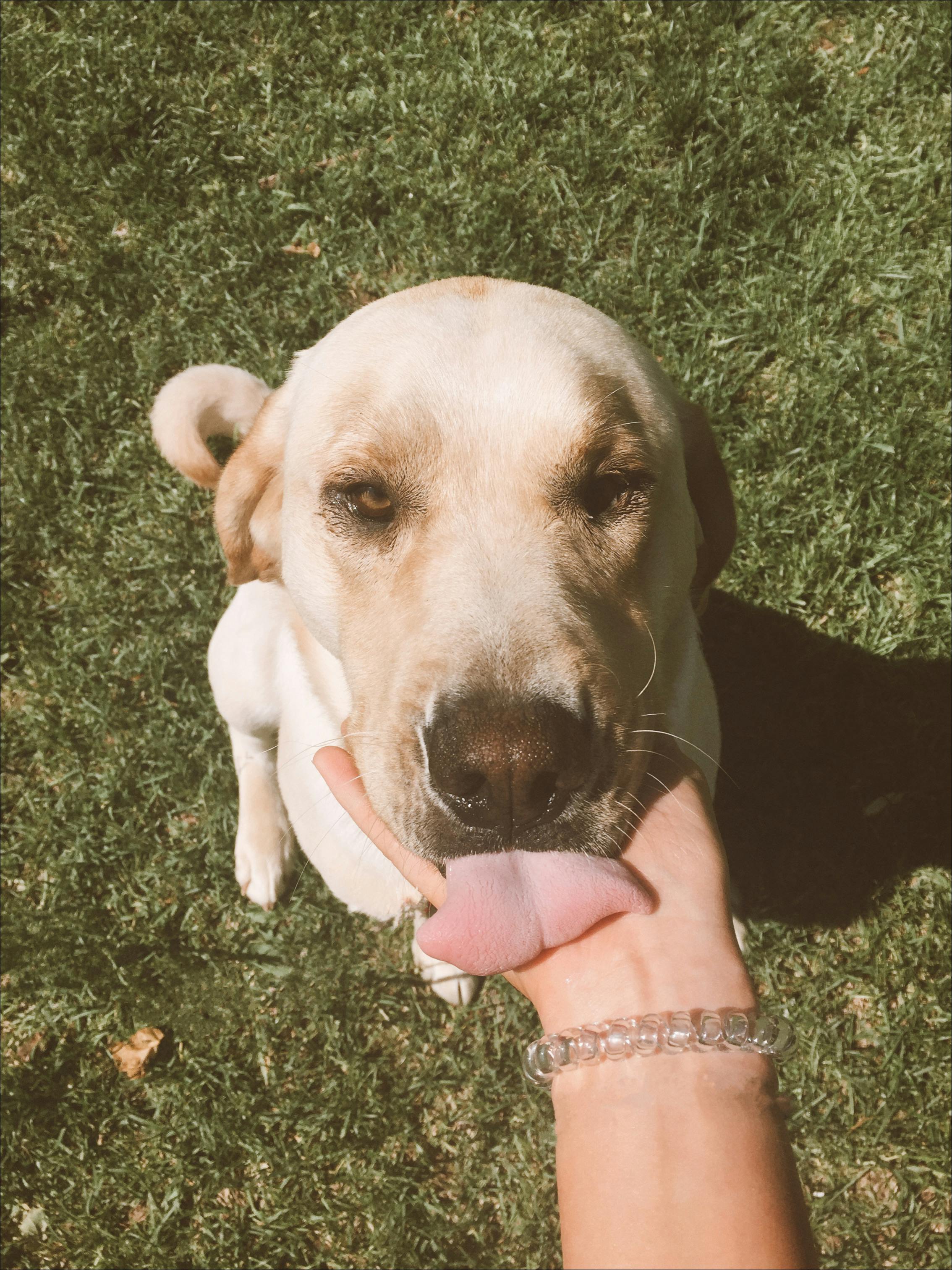 Labrador Licking a Hand · Free Stock Photo