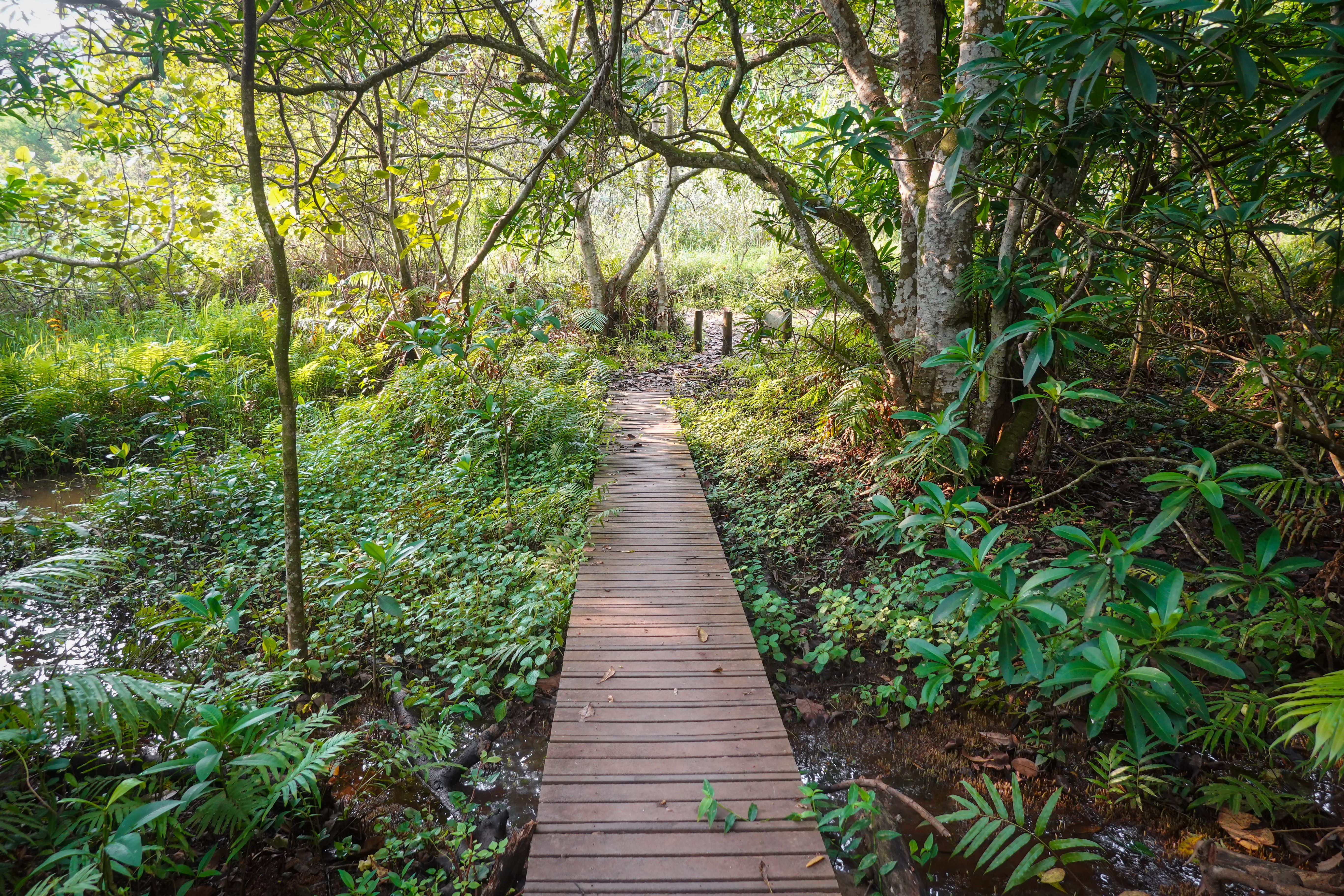 Wooden Boardwalk on Swamp · Free Stock Photo