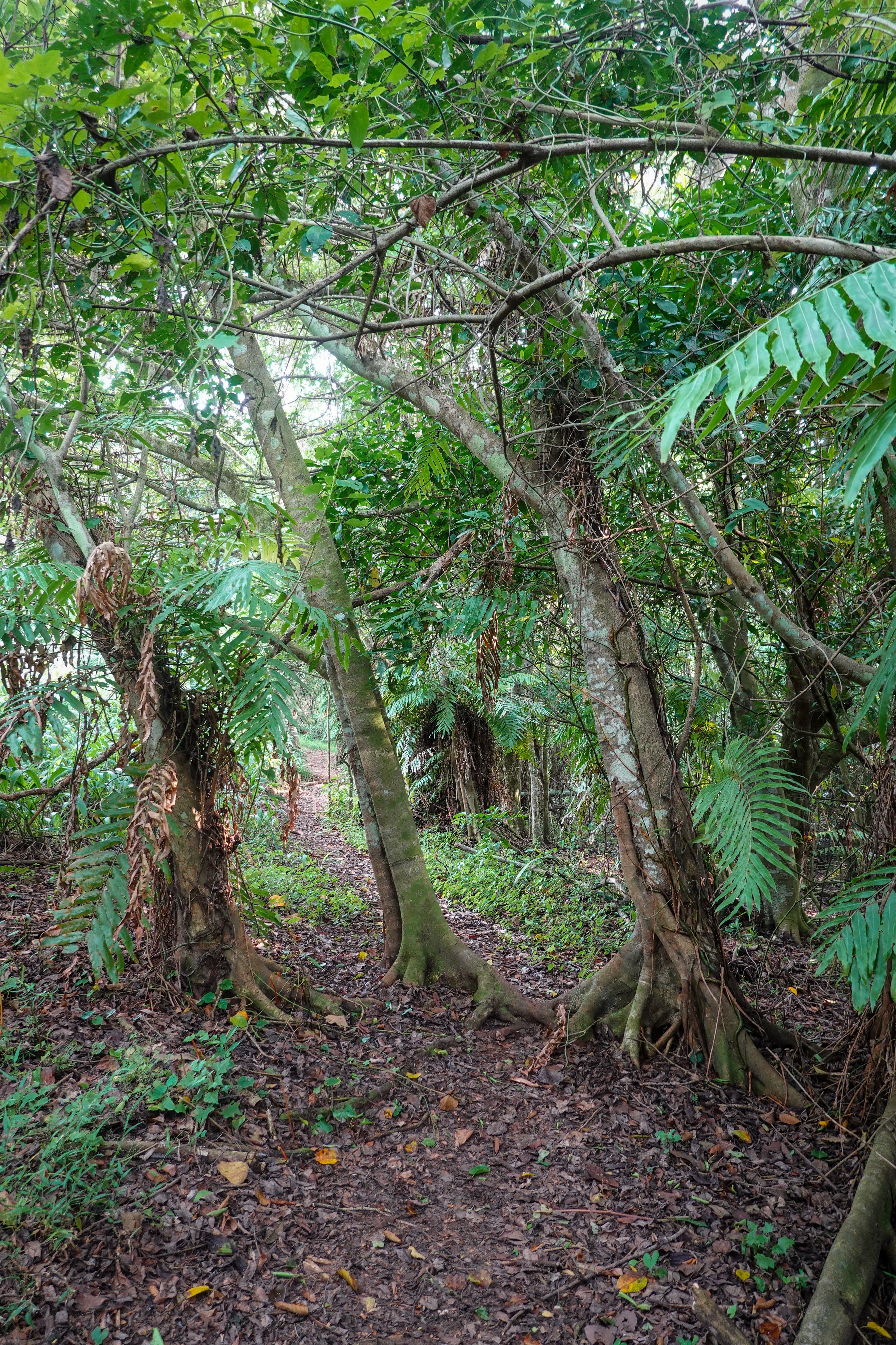 Leaning Trees in the Forest · Free Stock Photo