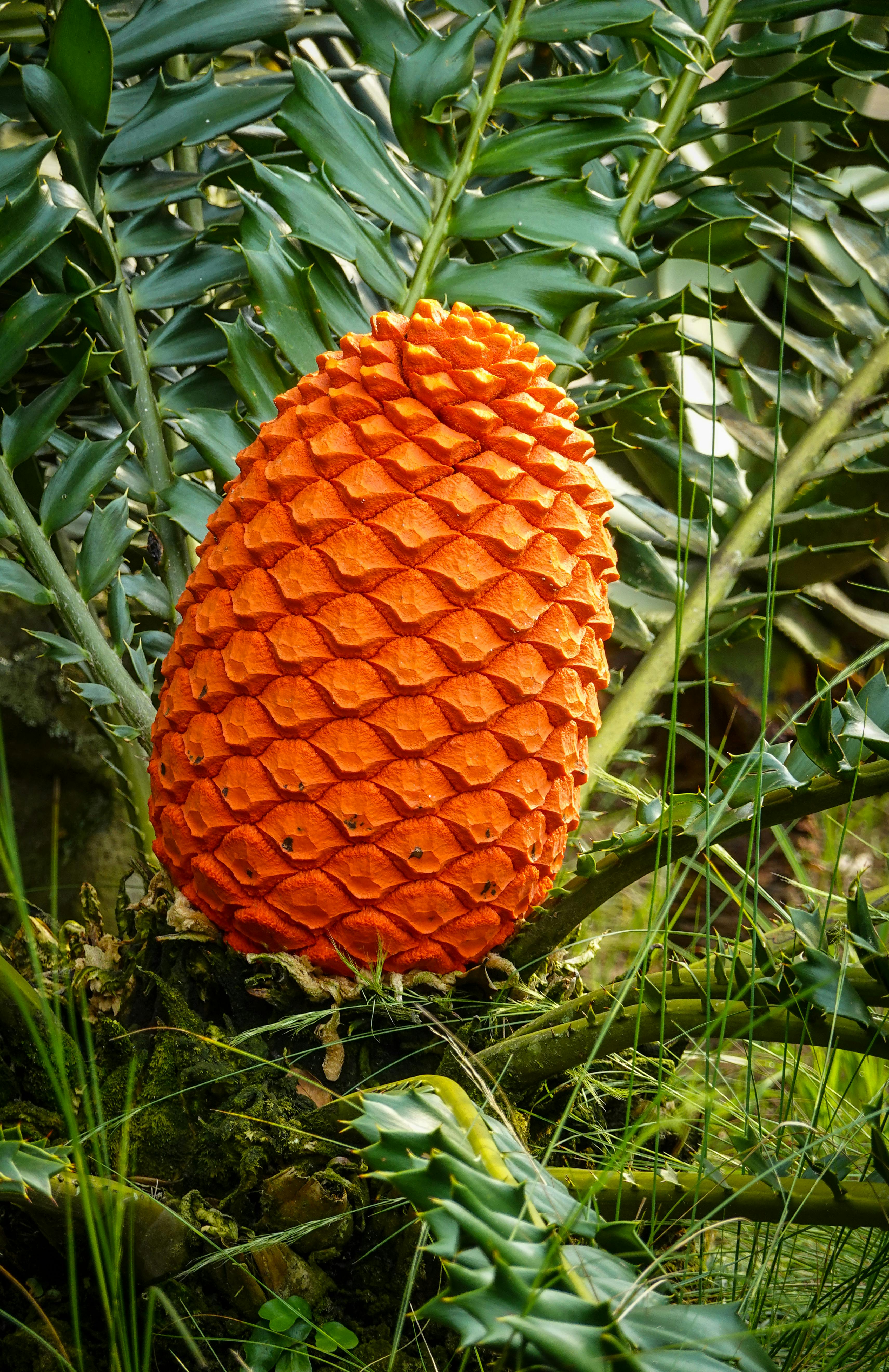 Orange, Tropical Fruit · Free Stock Photo