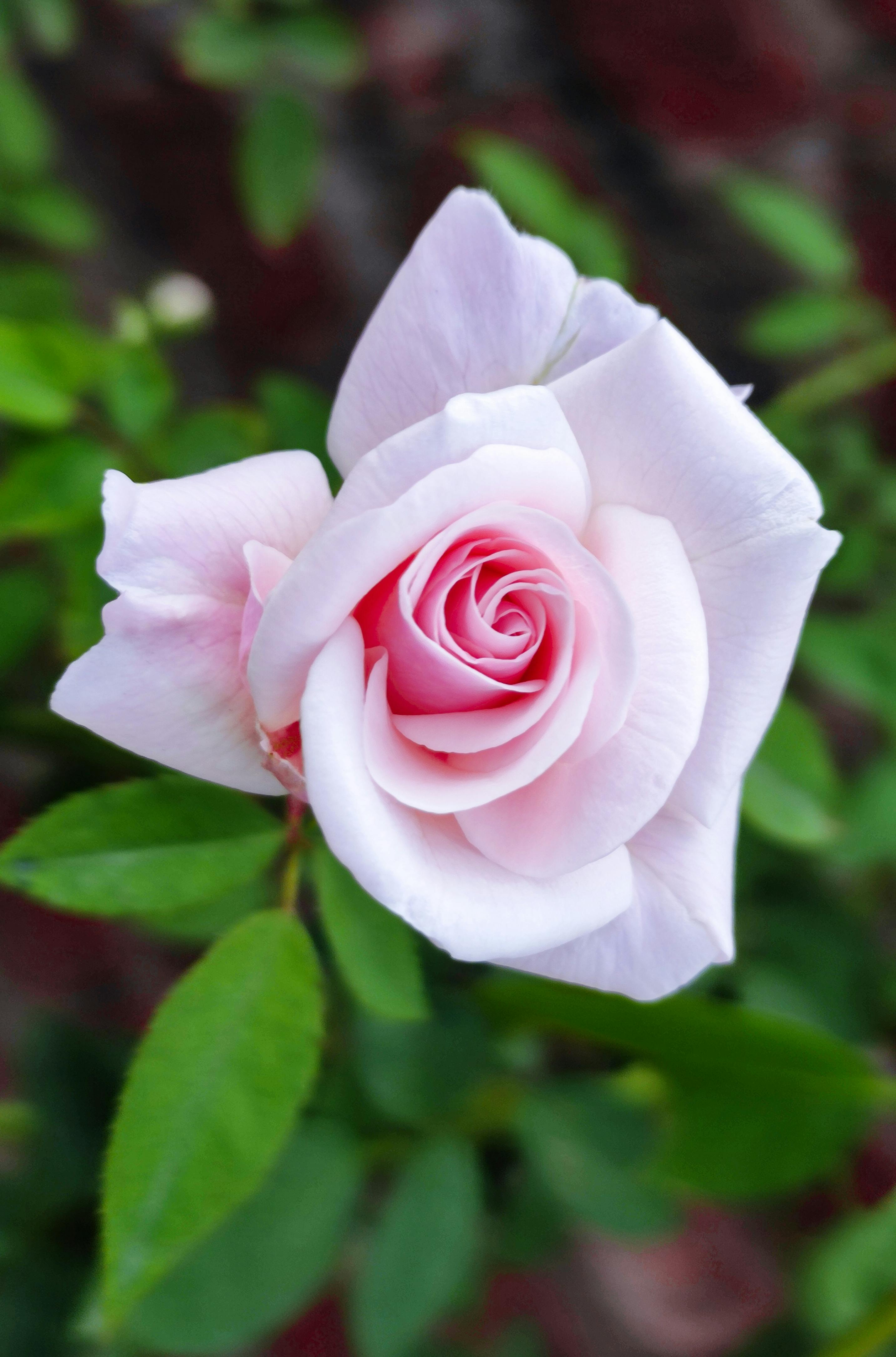 Close up of Pink Rose · Free Stock Photo