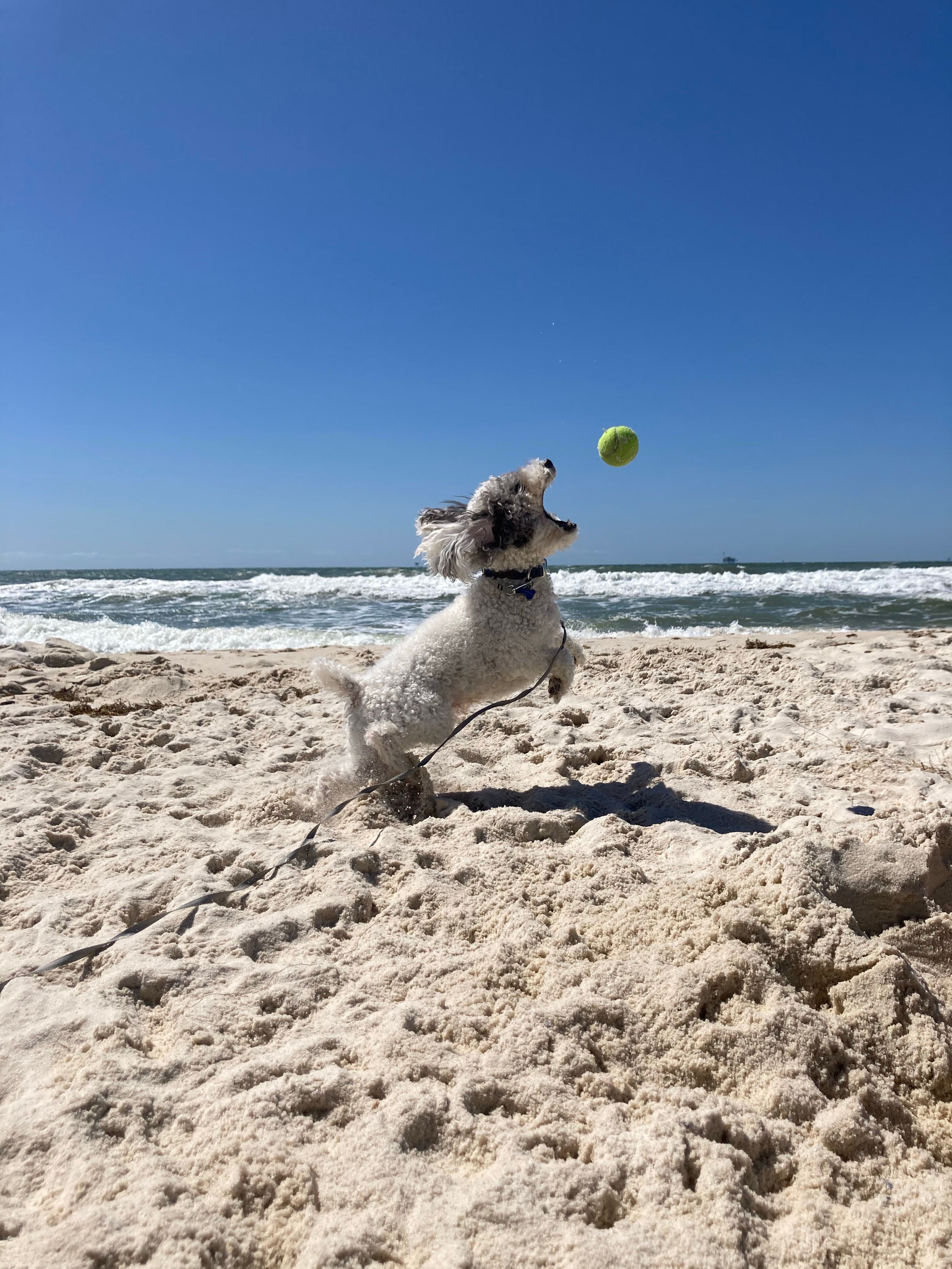 Small Dog Catching Ball on Beach · Free Stock Photo