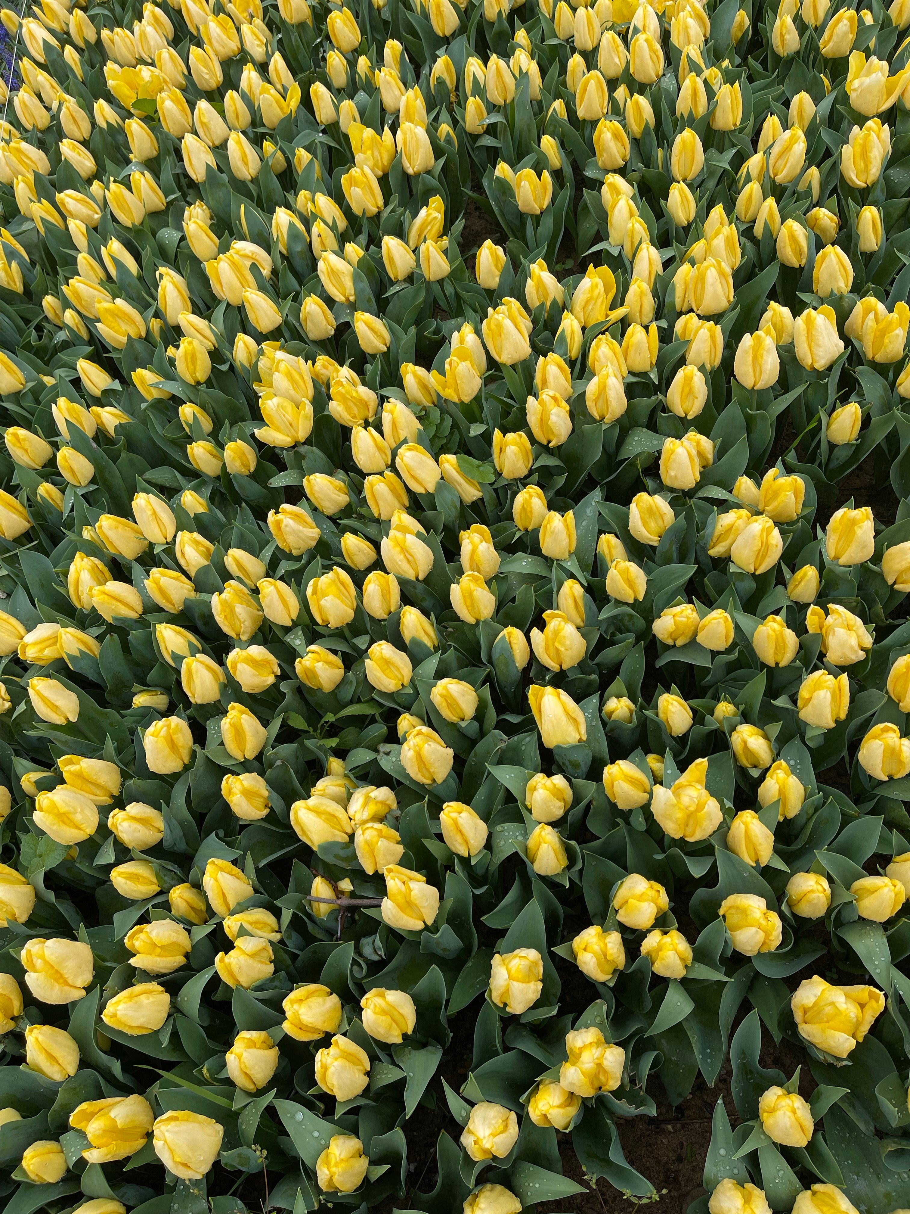 Abundance of Yellow Tulips · Free Stock Photo