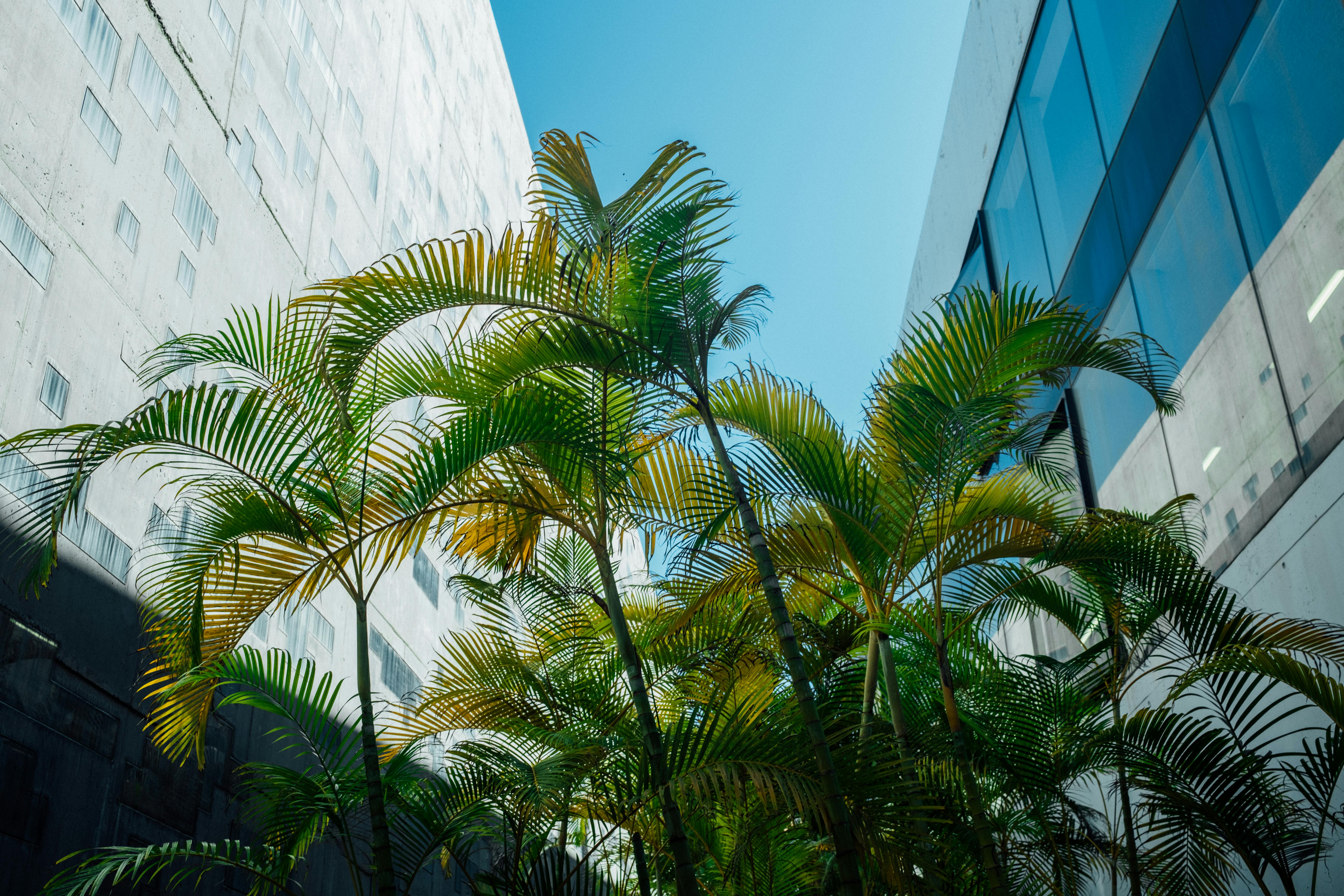 Palm Trees between Buildings · Free Stock Photo