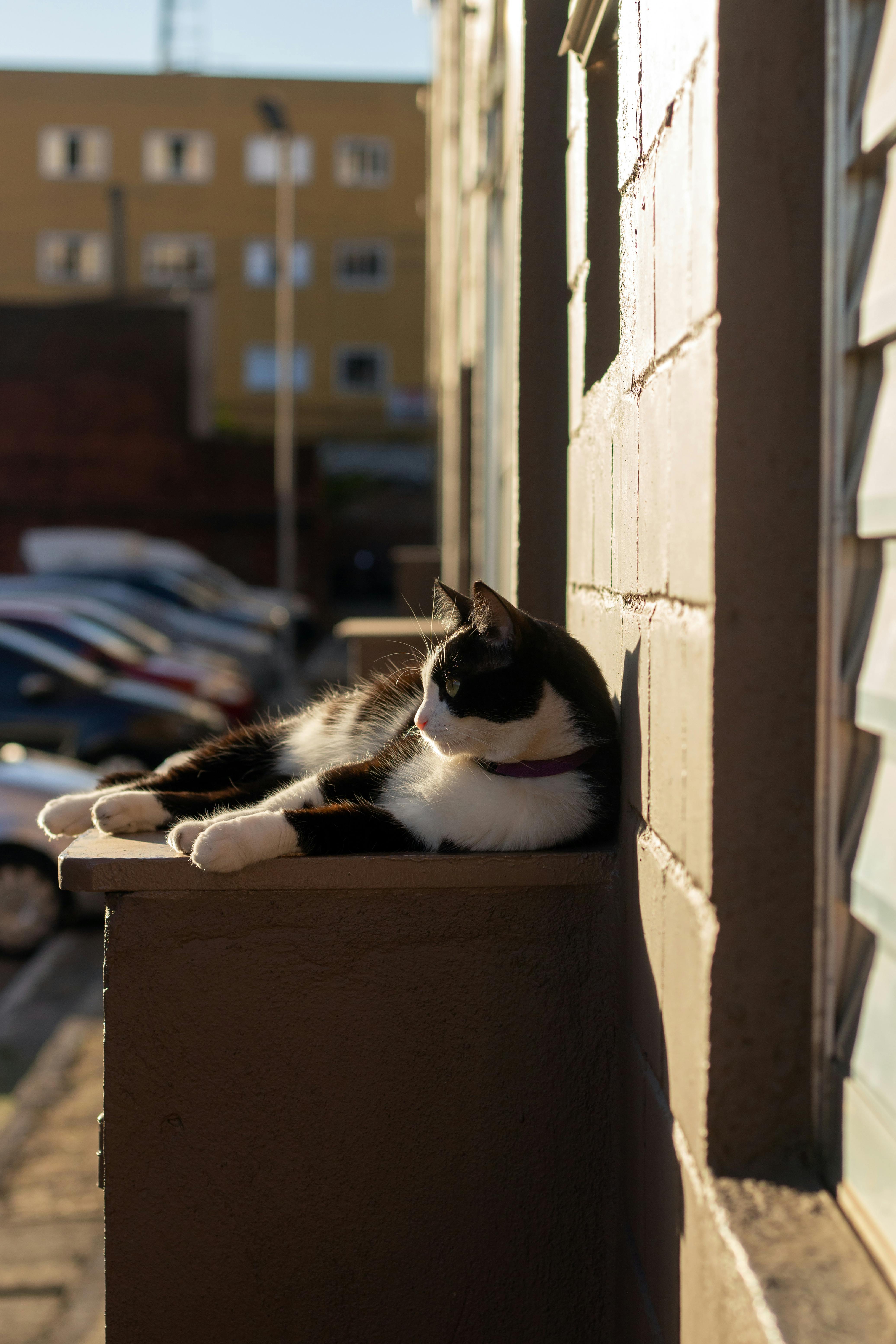 Cat Leadership Photos, Download The BEST Free Cat Leadership Stock ...