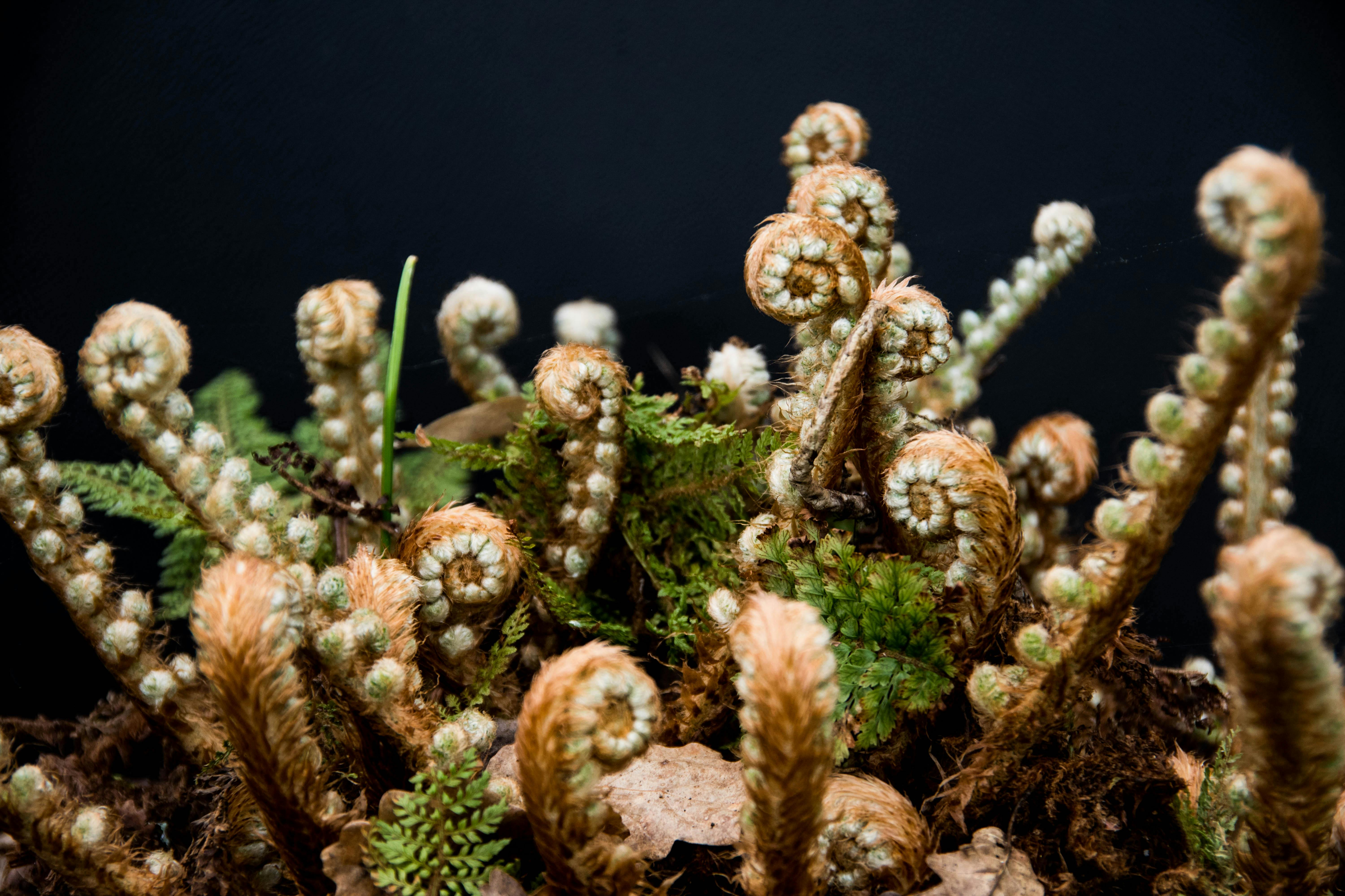 Fiddlehead Fern Photos, Download The BEST Free Fiddlehead Fern Stock ...