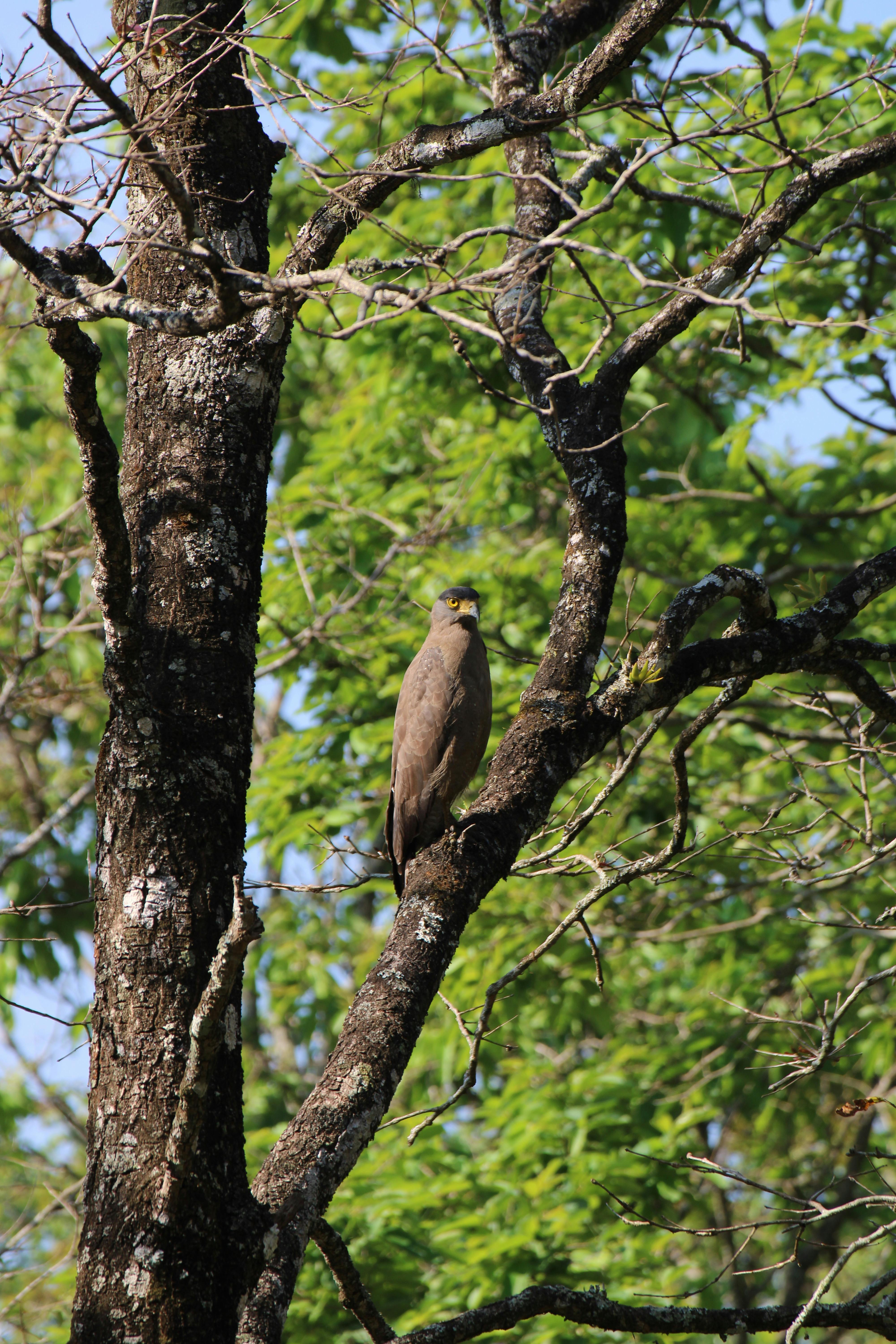 Raptor on Tree · Free Stock Photo