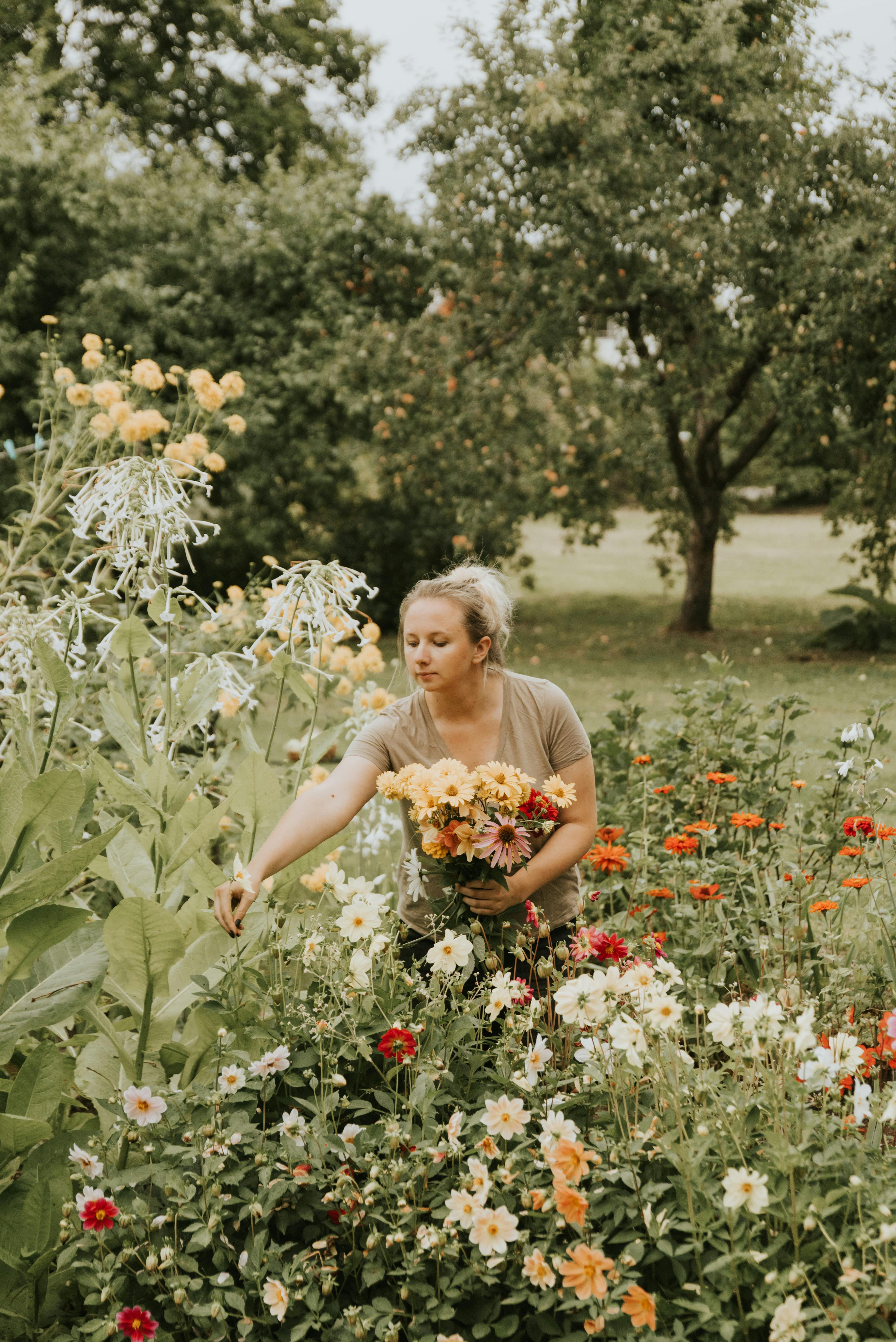 Woman Gathering Flowers in Garden · Free Stock Photo