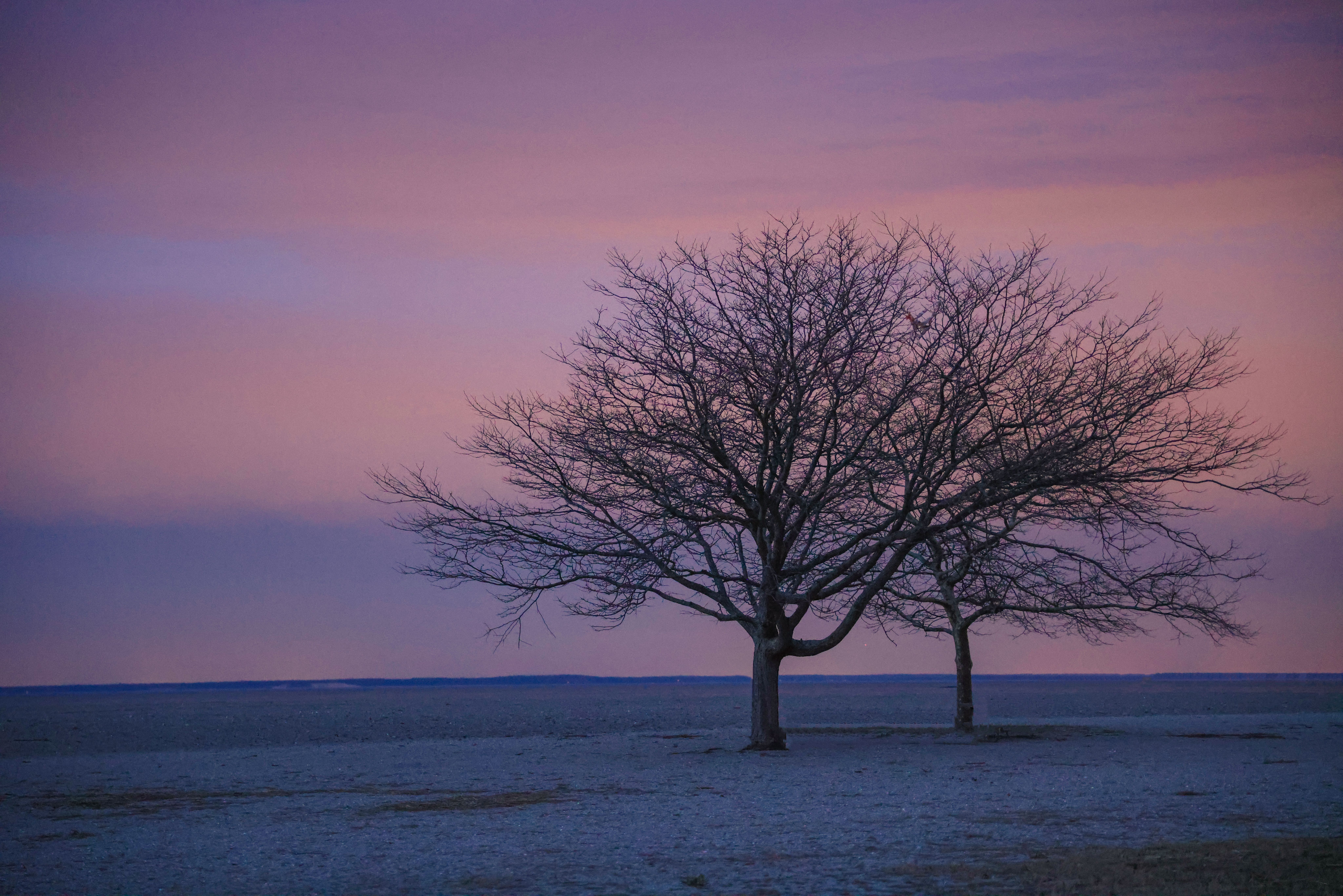 Bare Trees on Plains in Winter at Dusk · Free Stock Photo